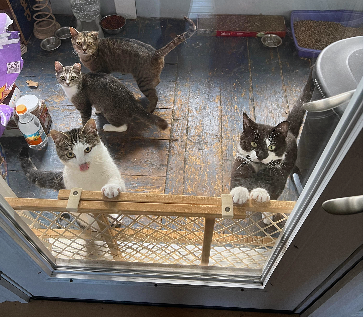 About this Cat: Tom Collins – ADOPTED – The Feline Connection