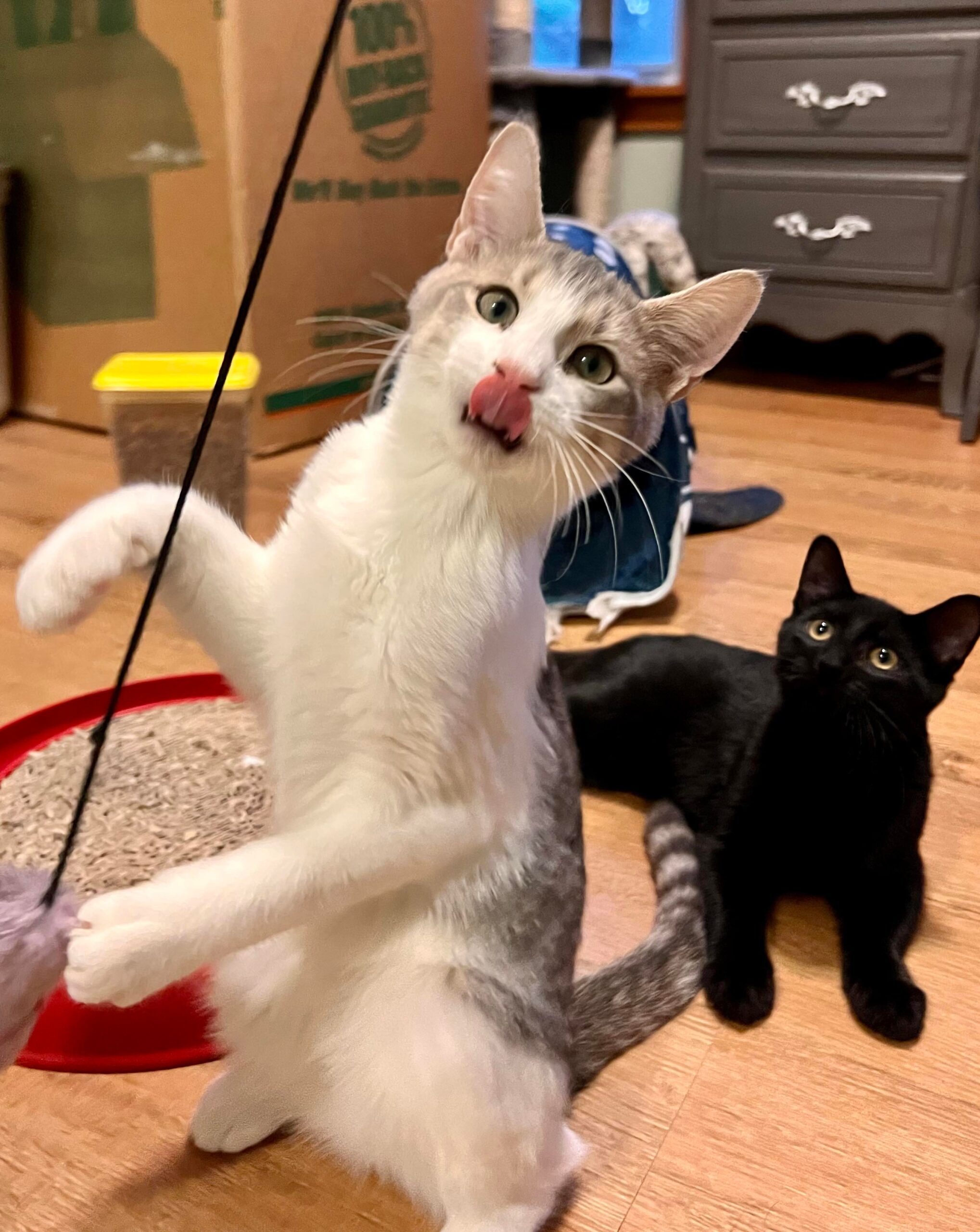 About this Cat: Skit – ADOPTED – The Feline Connection