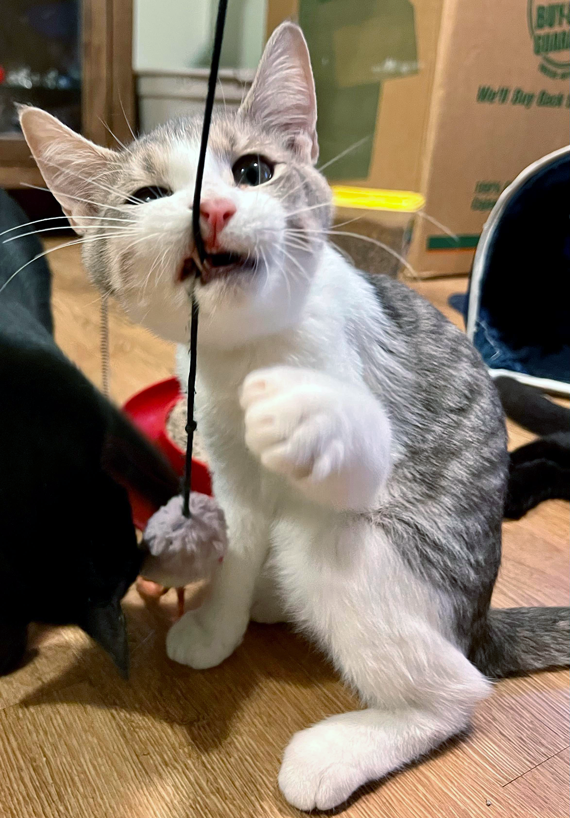 About this Cat: Skit – ADOPTED – The Feline Connection