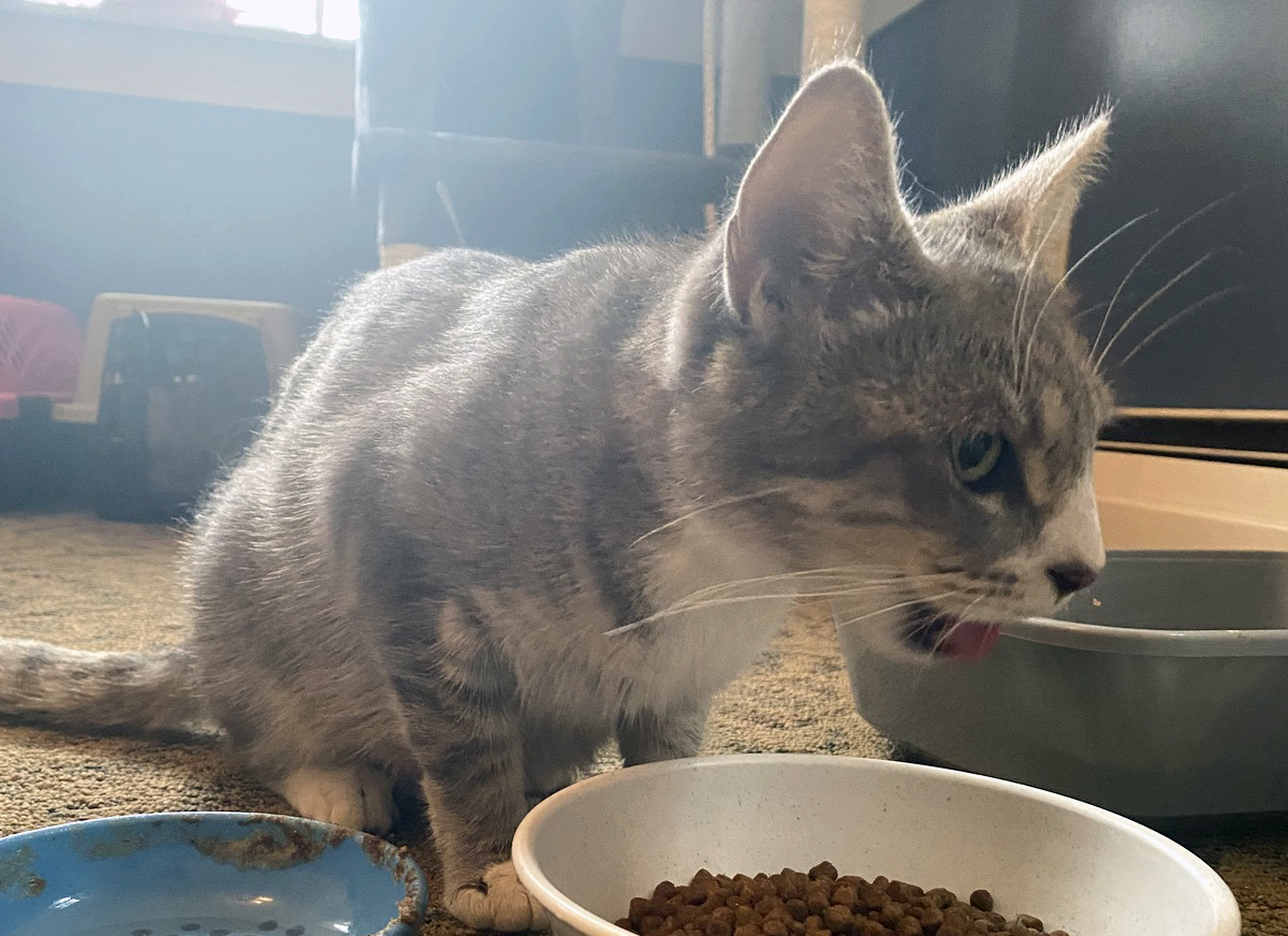 About this Cat: Brie – A Cheese Cat – ADOPTED – The Feline Connection