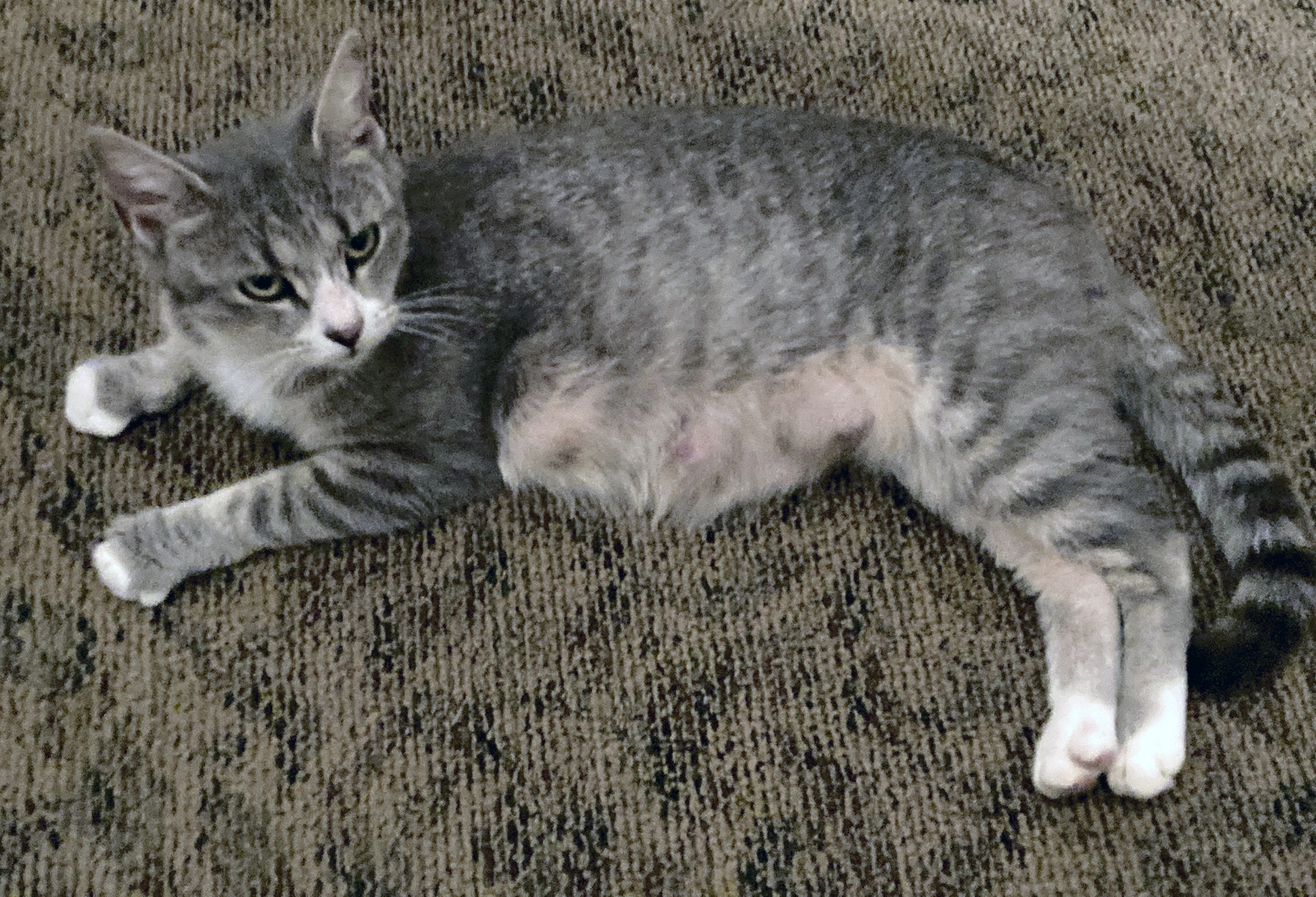 About this Cat: Brie – A Cheese Cat – ADOPTED – The Feline Connection