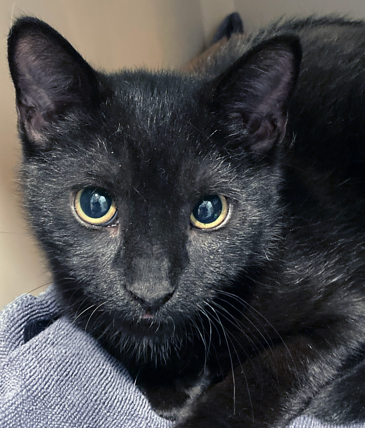 About this cat: Butter Bean – ADOPTED – The Feline Connection