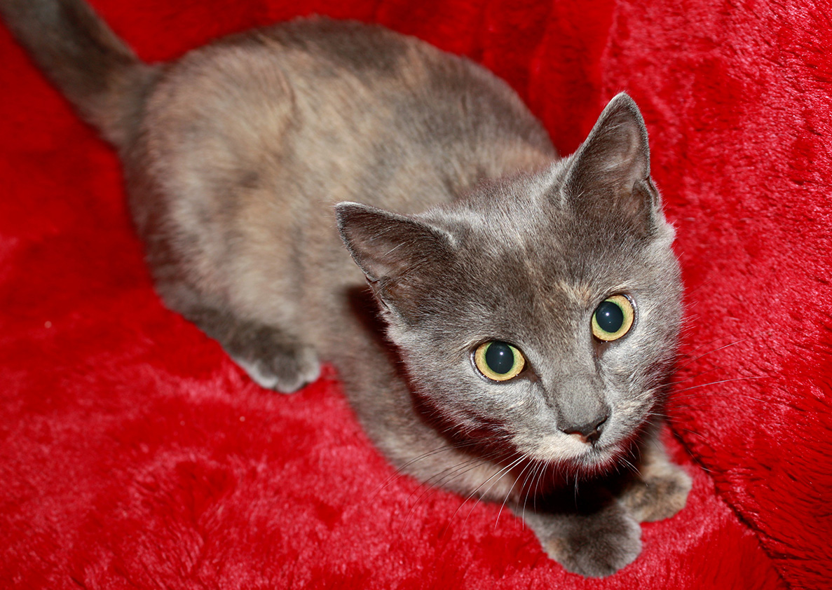 About these Cats: Explorer and Vivaldi — ADOPTED – The Feline Connection