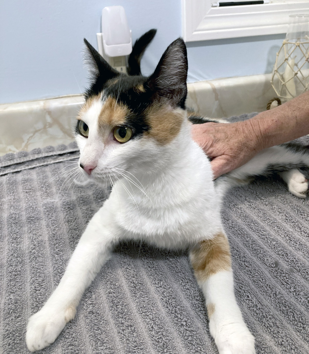 About this Cat: Iris — ADOPTED – The Feline Connection