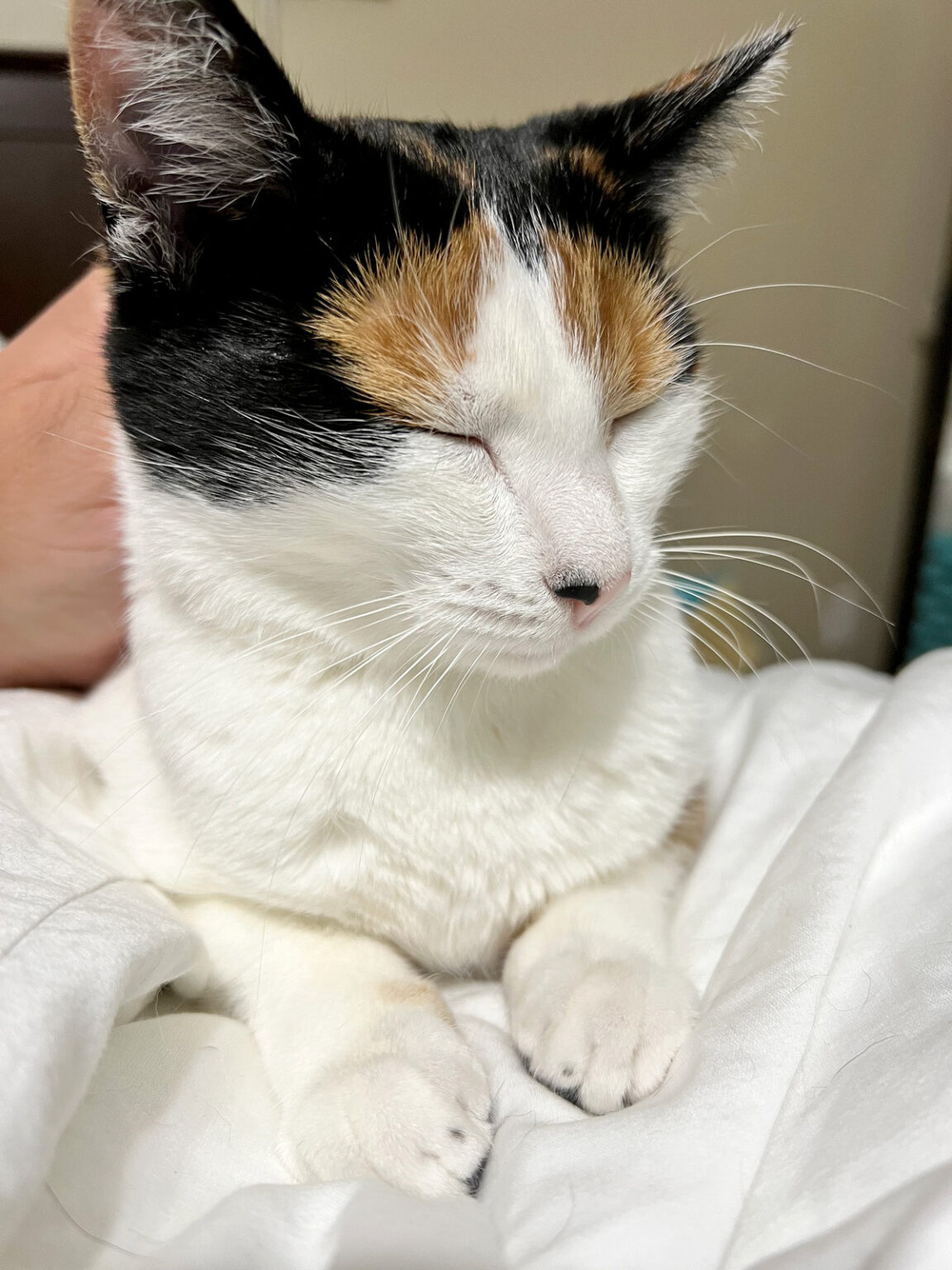About this Cat: Iris — ADOPTED – The Feline Connection