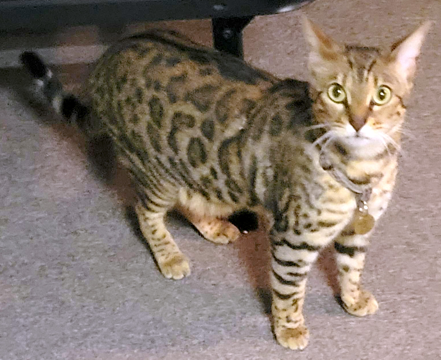 About This Cat: Mia – PENDING ADOPTION – The Feline Connection