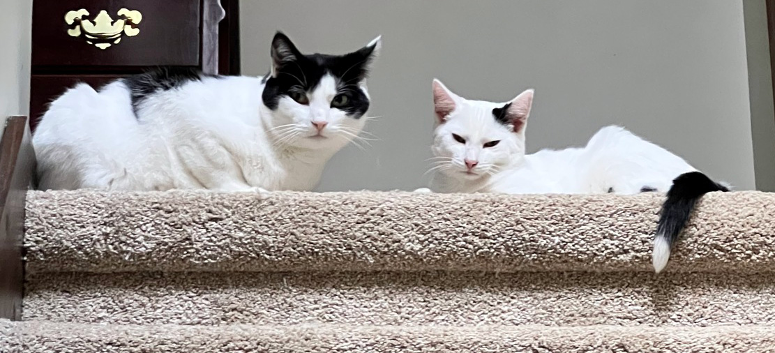 About these Cats: Iris and Phlox – The Feline Connection