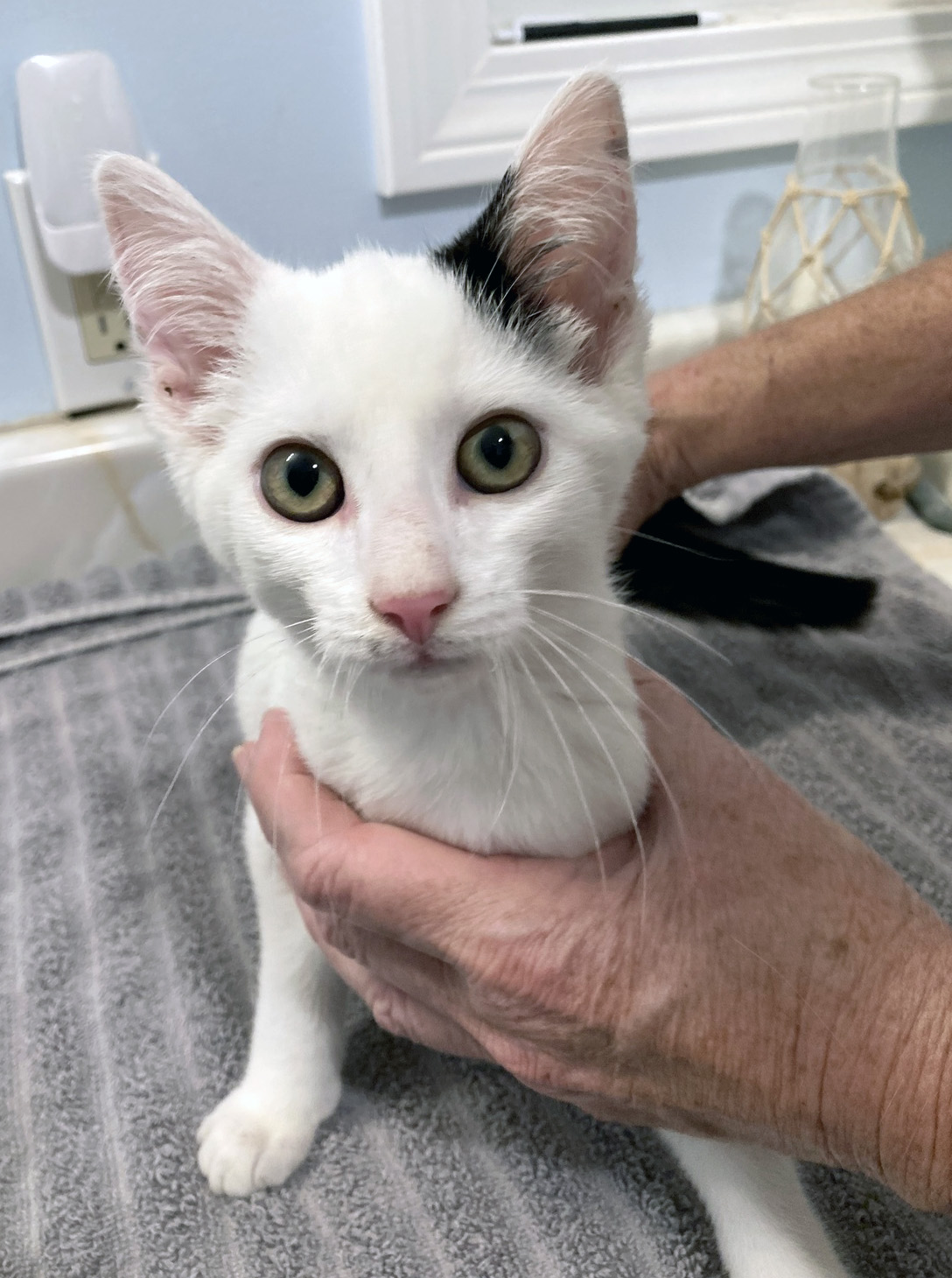 Understanding Cerebellar Hypoplasia in Cats: A Guide to a Unique ...