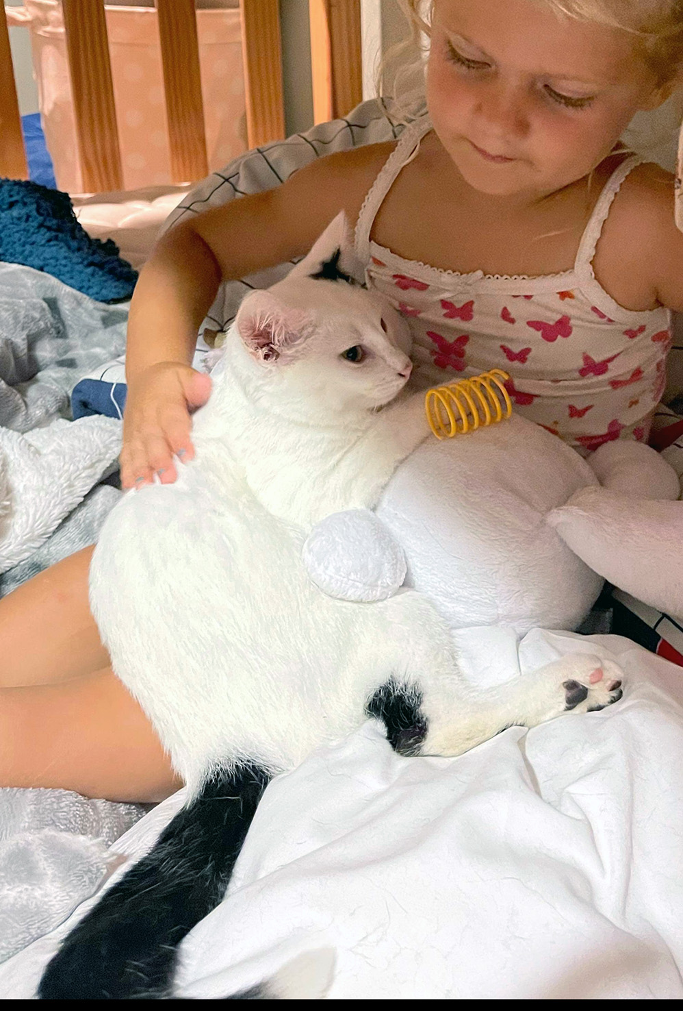 About these Cats: Iris and Phlox – The Feline Connection