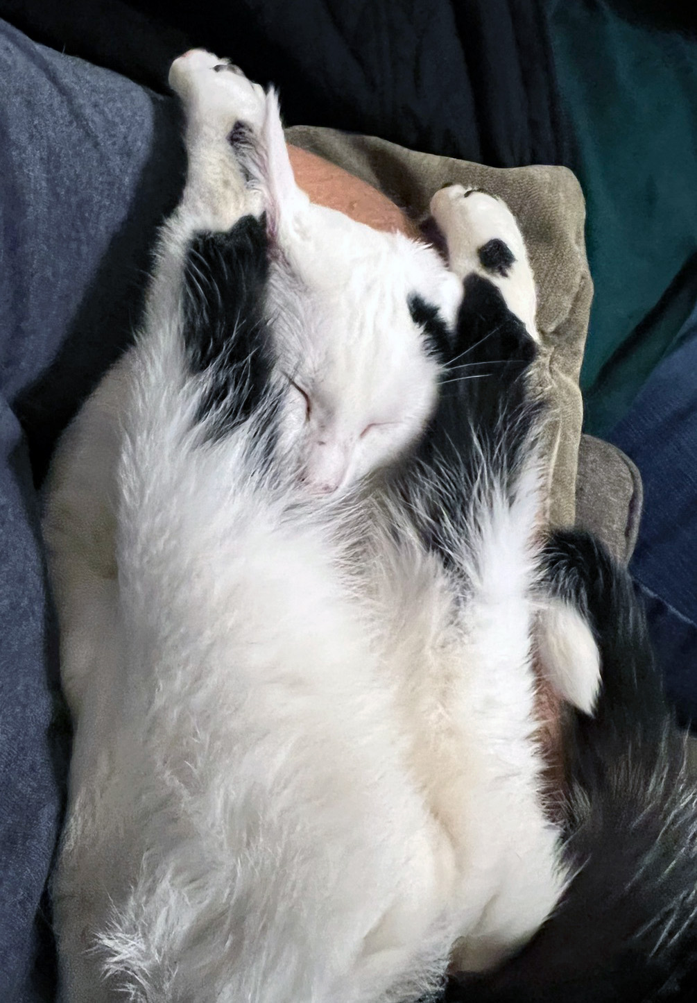 About these Cats: Iris and Phlox – The Feline Connection