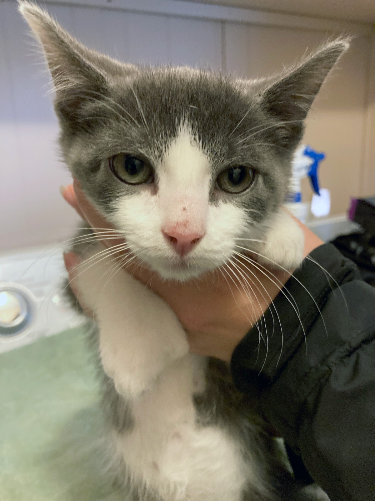 About this Cat: Fog – A Five Shades of Gray cat — ADOPTED – The Feline ...