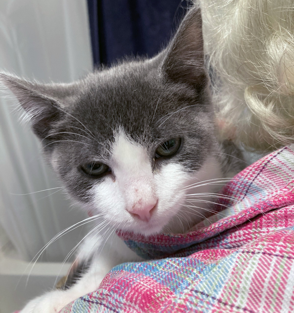 About this Cat: Fog – A Five Shades of Gray cat — ADOPTED – The Feline ...