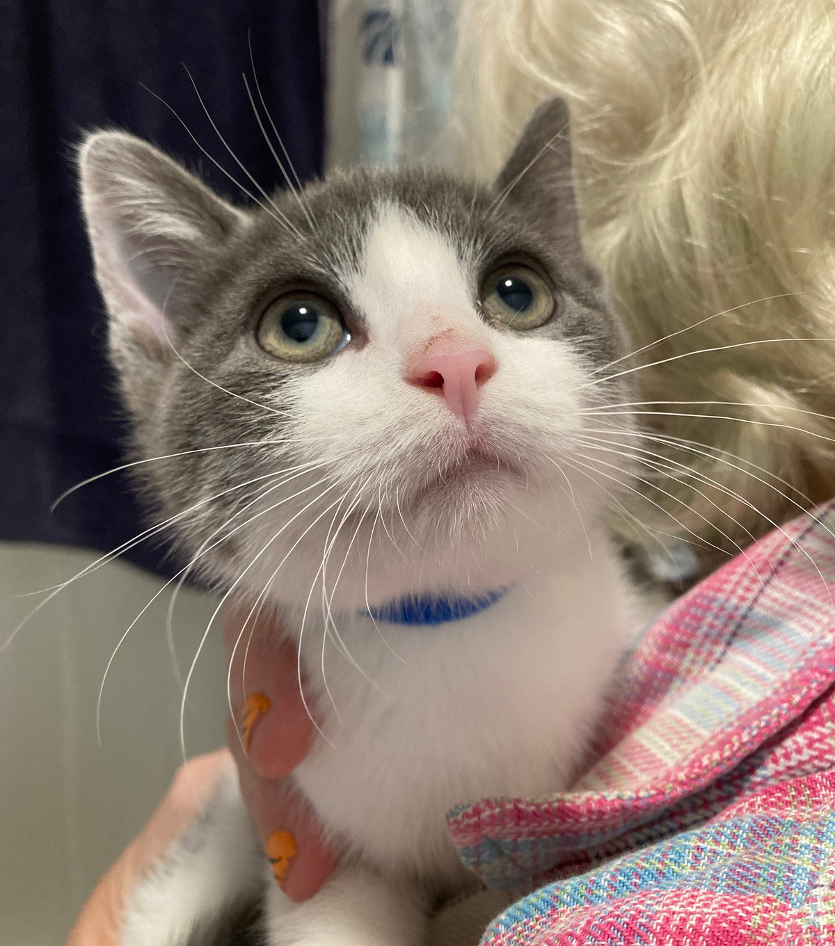 About this Cat: Fog – A Five Shades of Gray cat — ADOPTED – The Feline ...