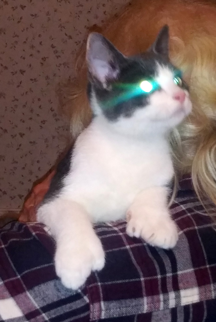About this Cat: Fog – A Five Shades of Gray cat — ADOPTED – The Feline ...