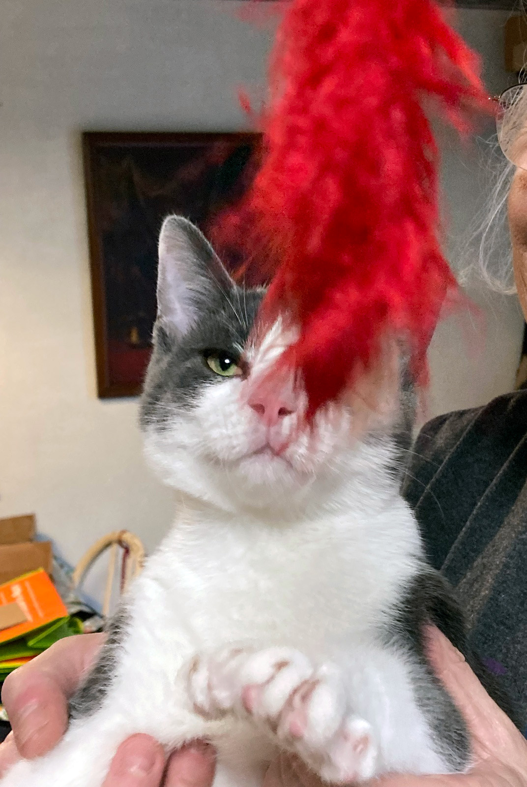About this Cat: Fog – A Five Shades of Gray cat — ADOPTED – The Feline ...