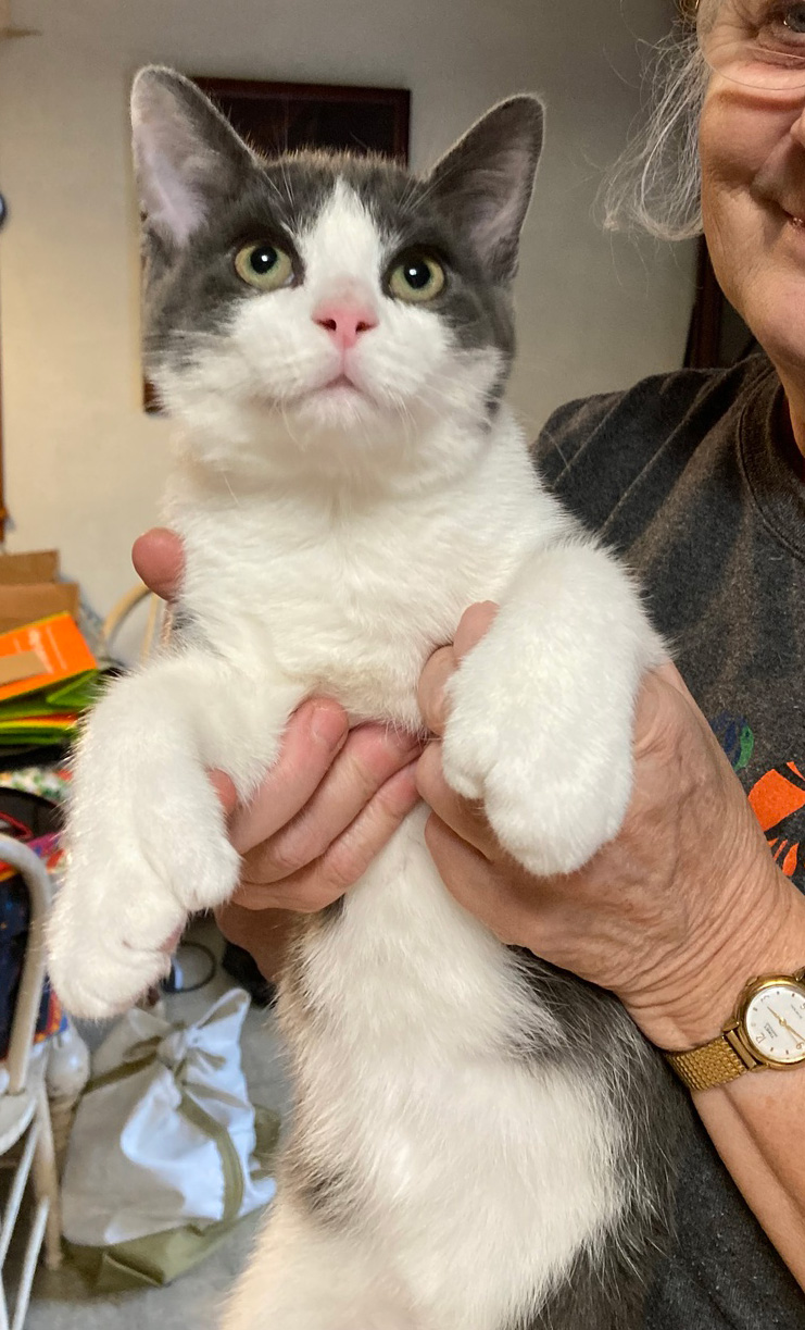 About this Cat: Fog – A Five Shades of Gray cat — ADOPTED – The Feline ...