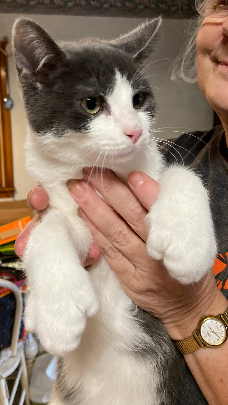 About this Cat: Fog – A Five Shades of Gray cat — ADOPTED – The Feline ...