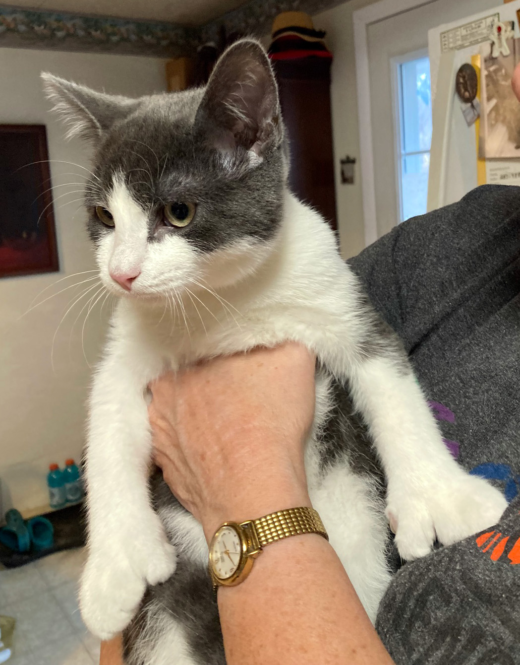 About this Cat: Fog – A Five Shades of Gray cat — ADOPTED – The Feline ...