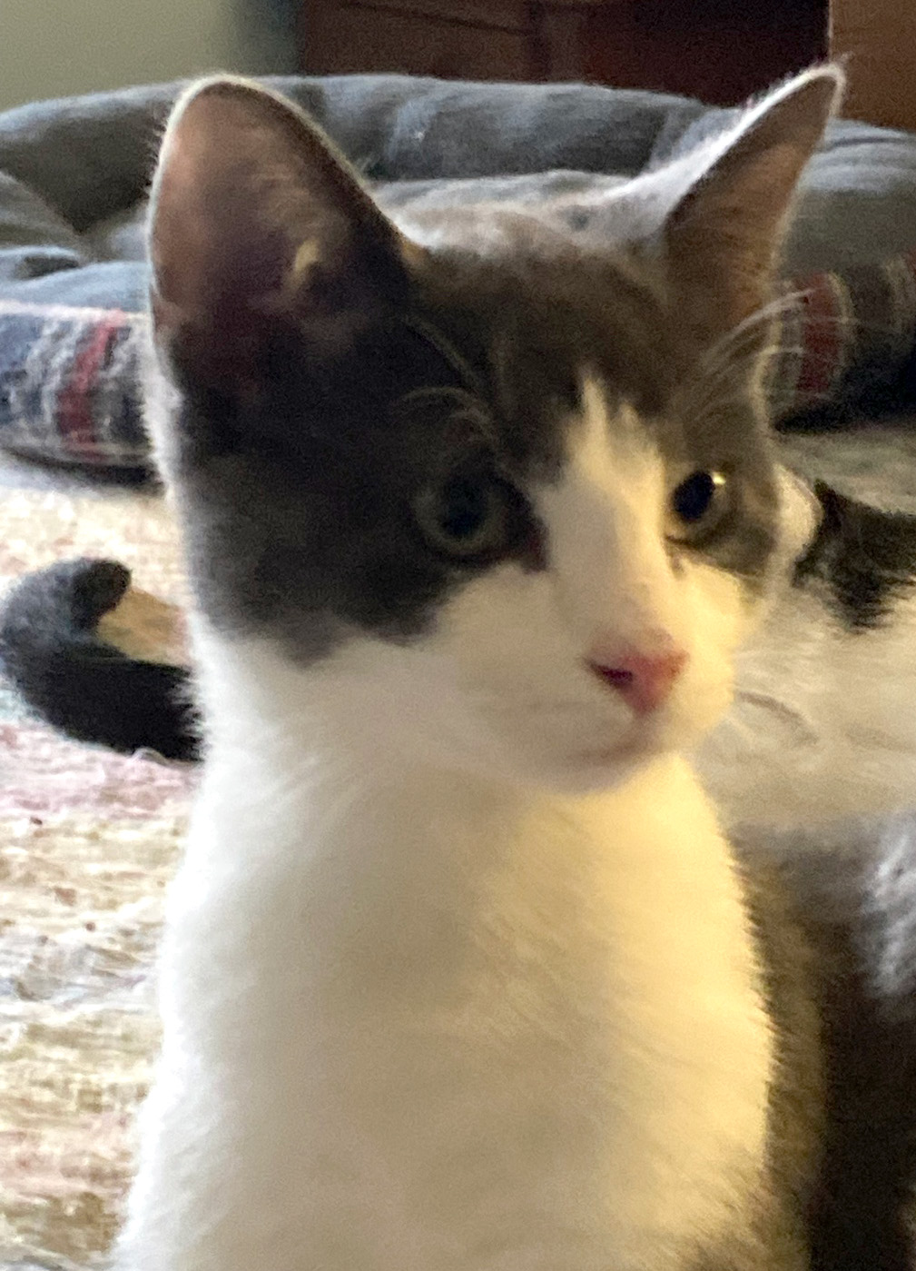 About this Cat: Fog – A Five Shades of Gray cat — ADOPTED – The Feline ...