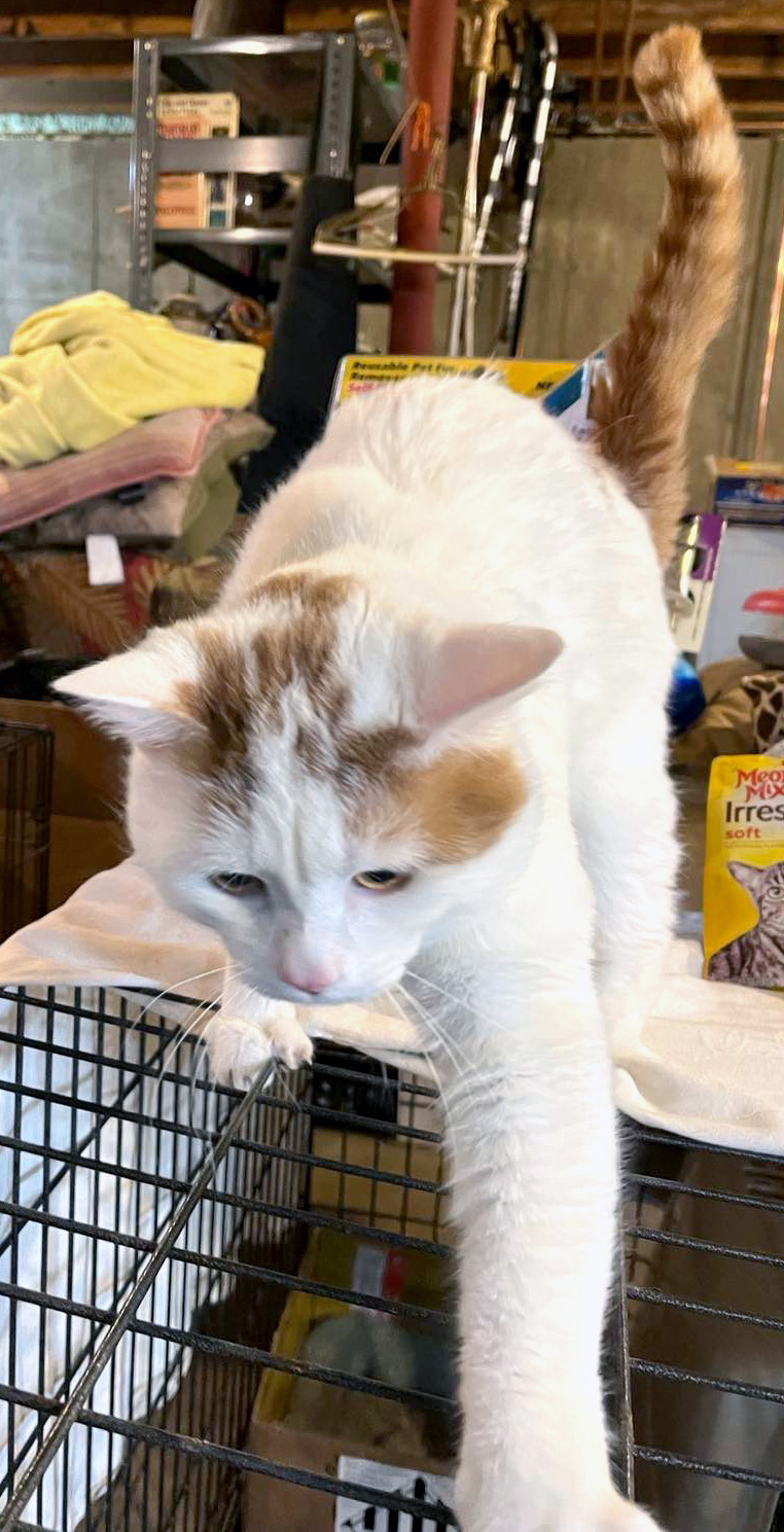 About this Cat: Lars – ADOPTED – The Feline Connection
