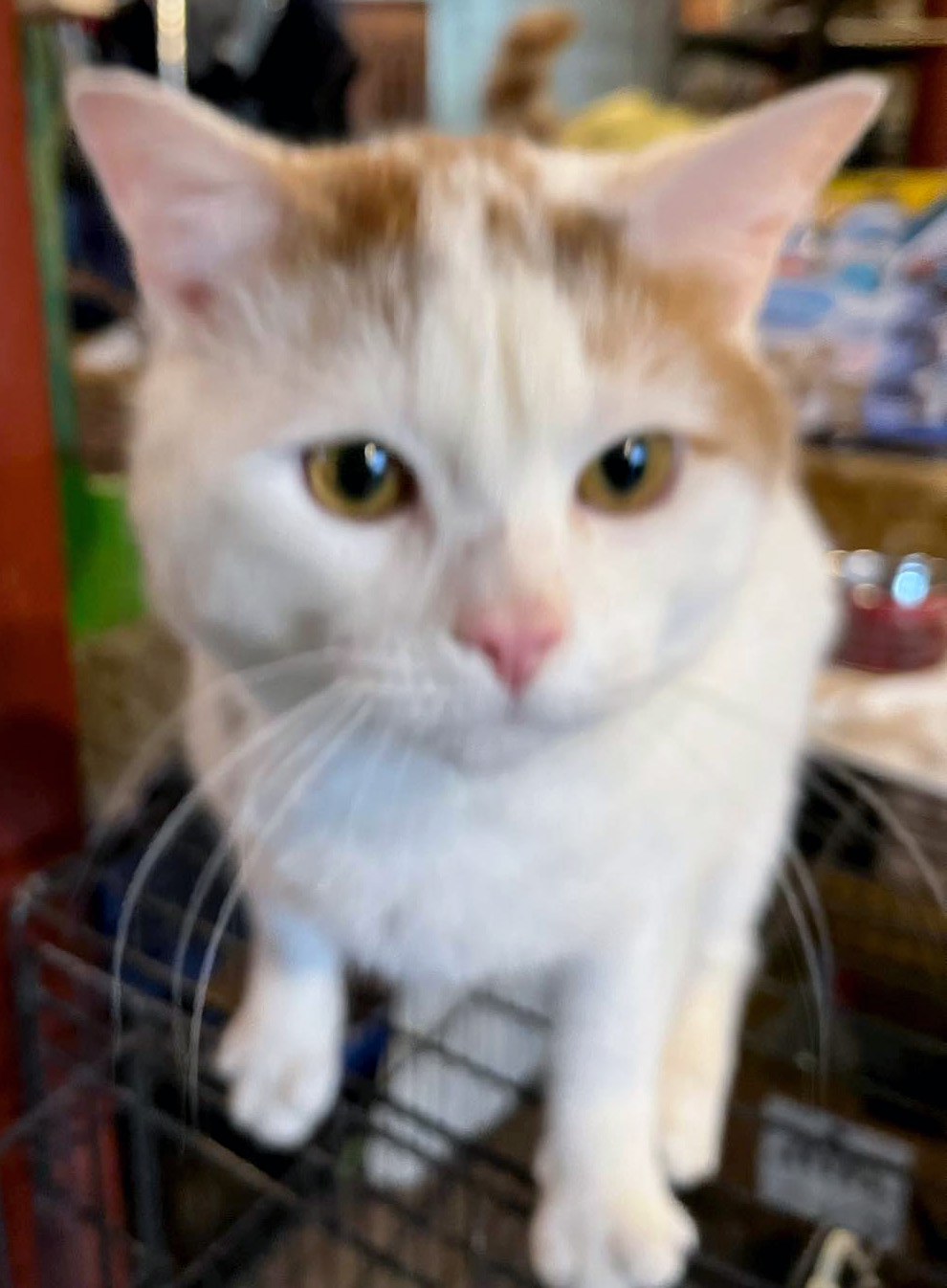 About this Cat: Lars – ADOPTED – The Feline Connection