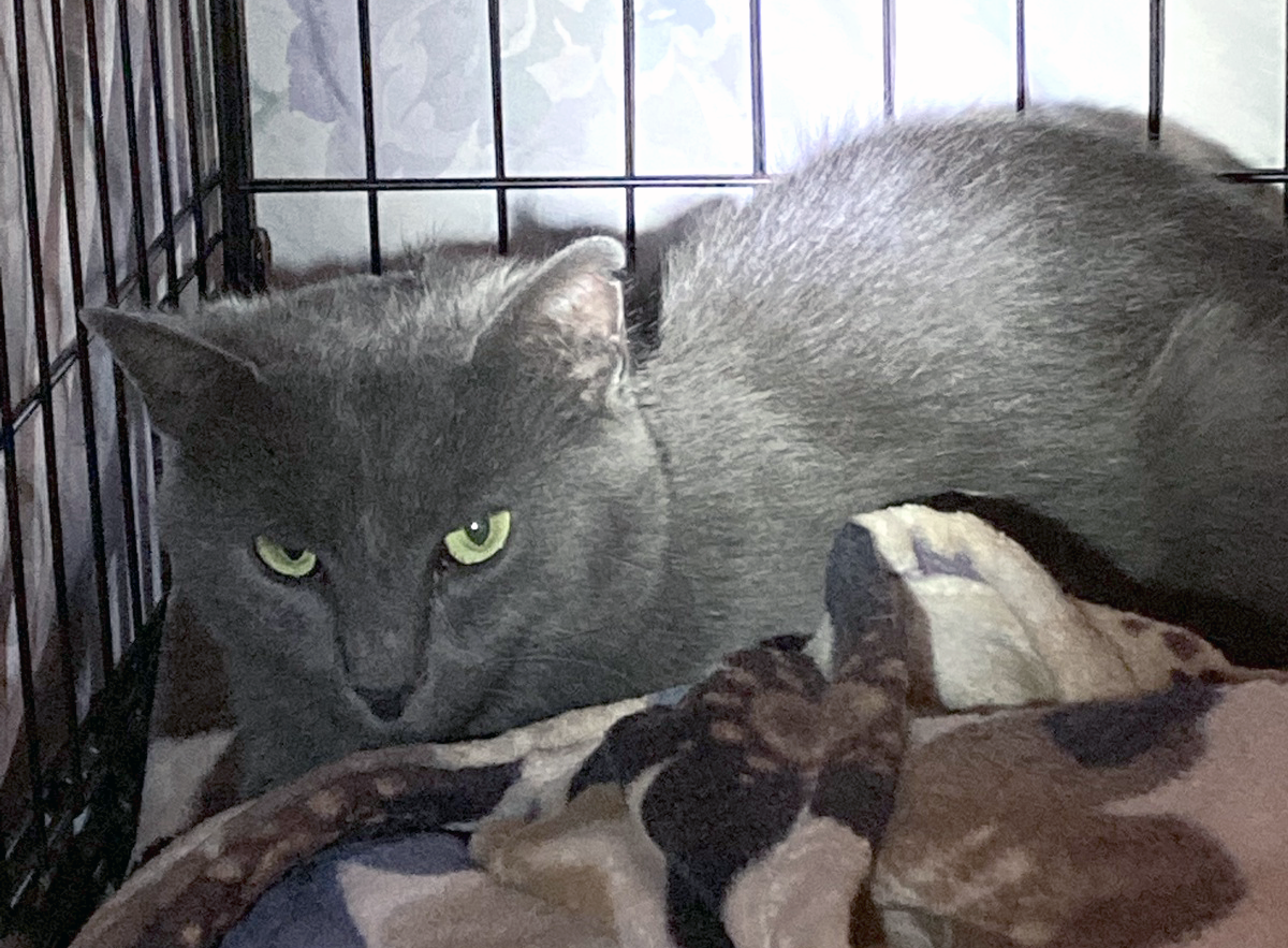 About this Cat: — ADOPTED – The Feline Connection
