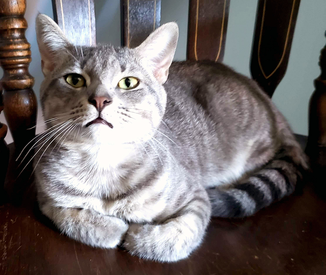 About this Cat: Sully – ADOPTED – The Feline Connection