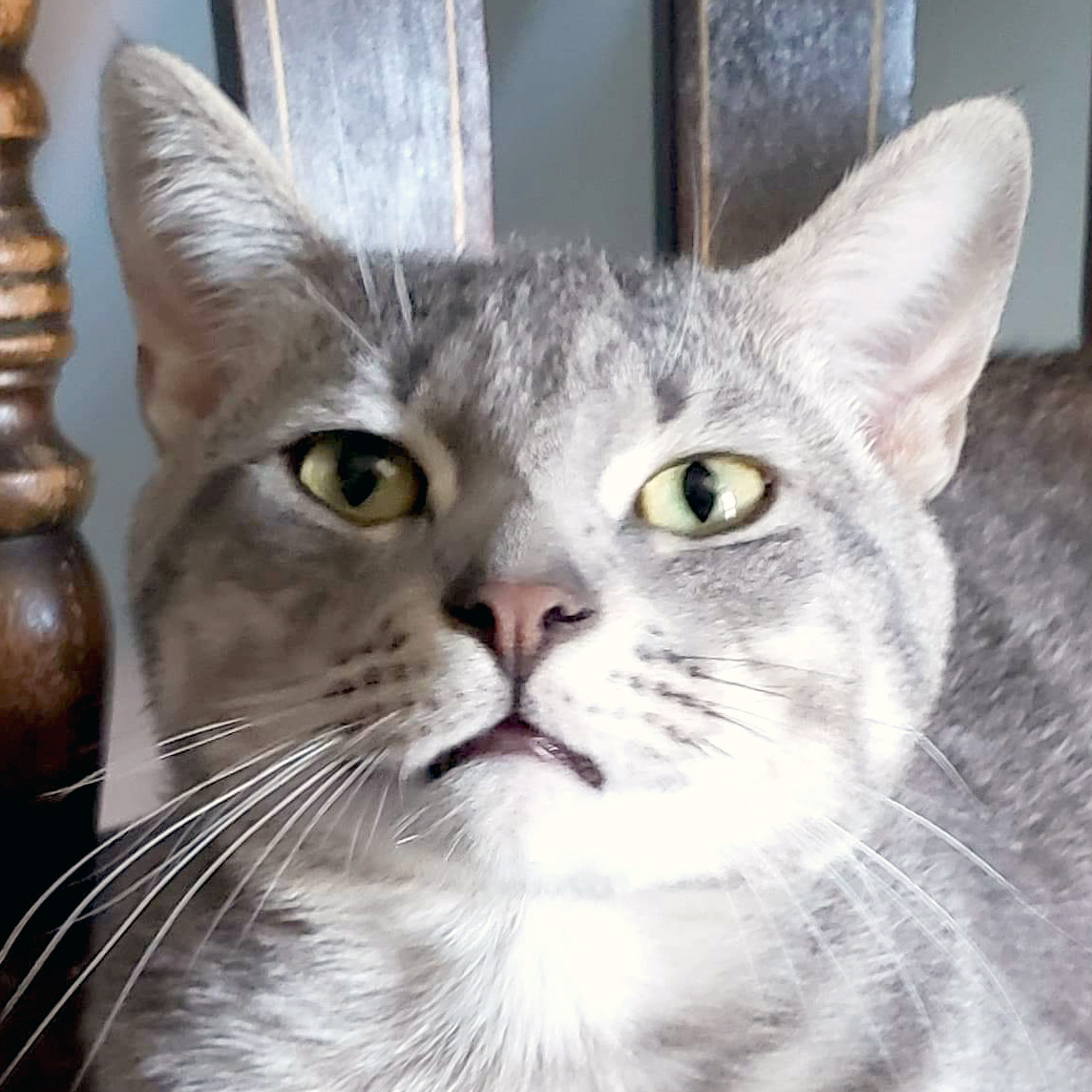 Happy Beginnings: 2023 – The Feline Connection