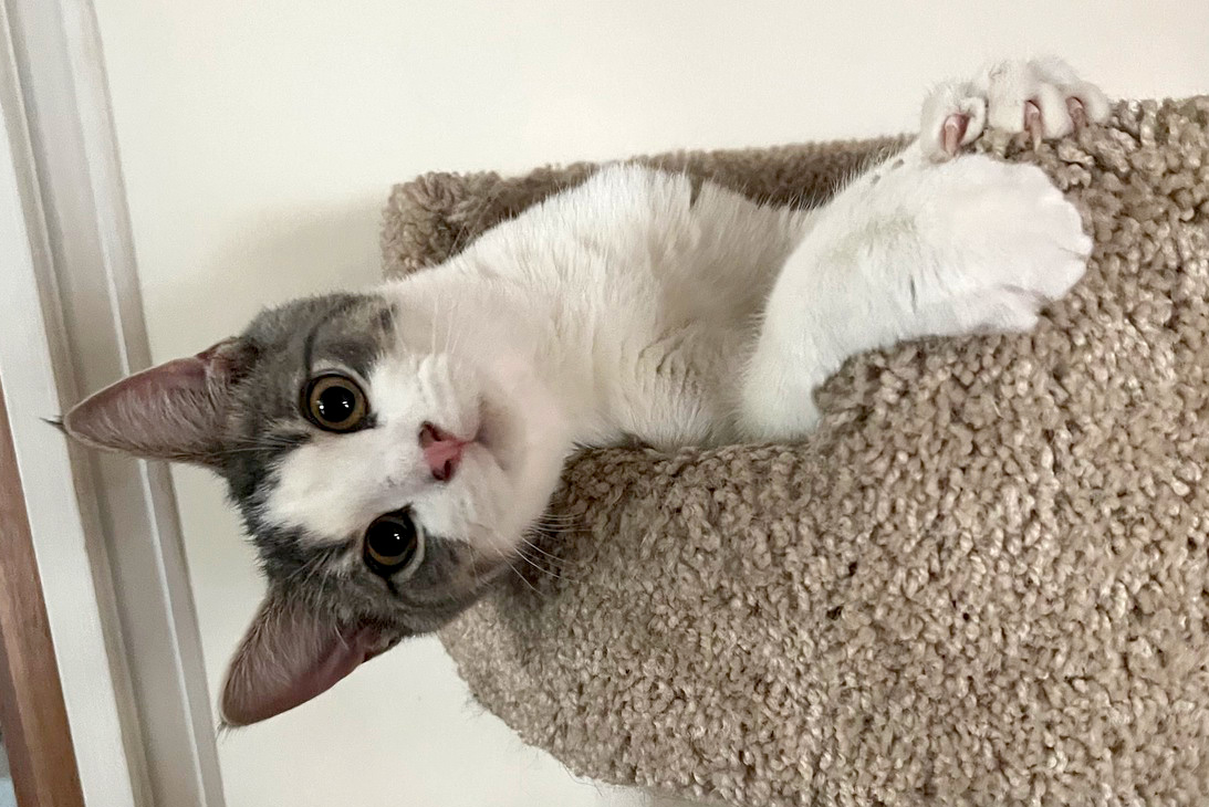 About these Cats: Bosko & Cookie – Looney Tunes kittens — ADOPTED – The ...