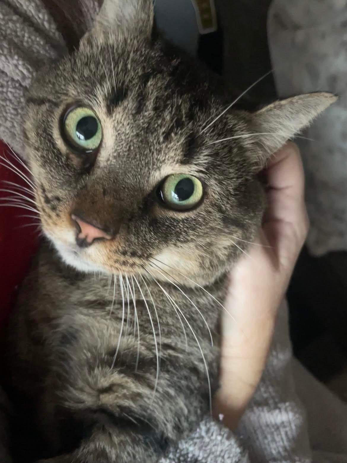 ABOUT THIS CAT: BUDDY – ADOPTED – The Feline Connection