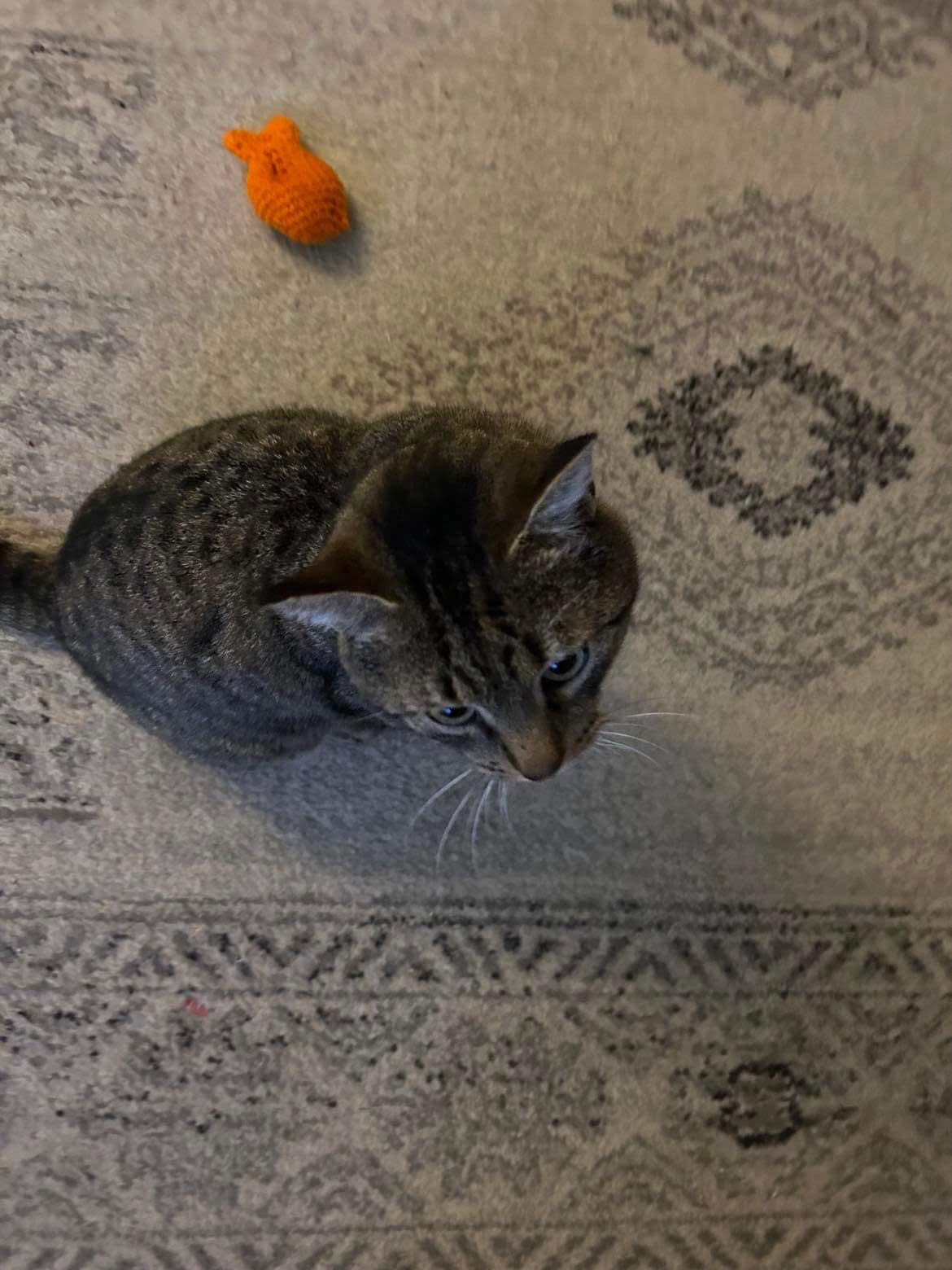 ABOUT THIS CAT: BUDDY – ADOPTED – The Feline Connection