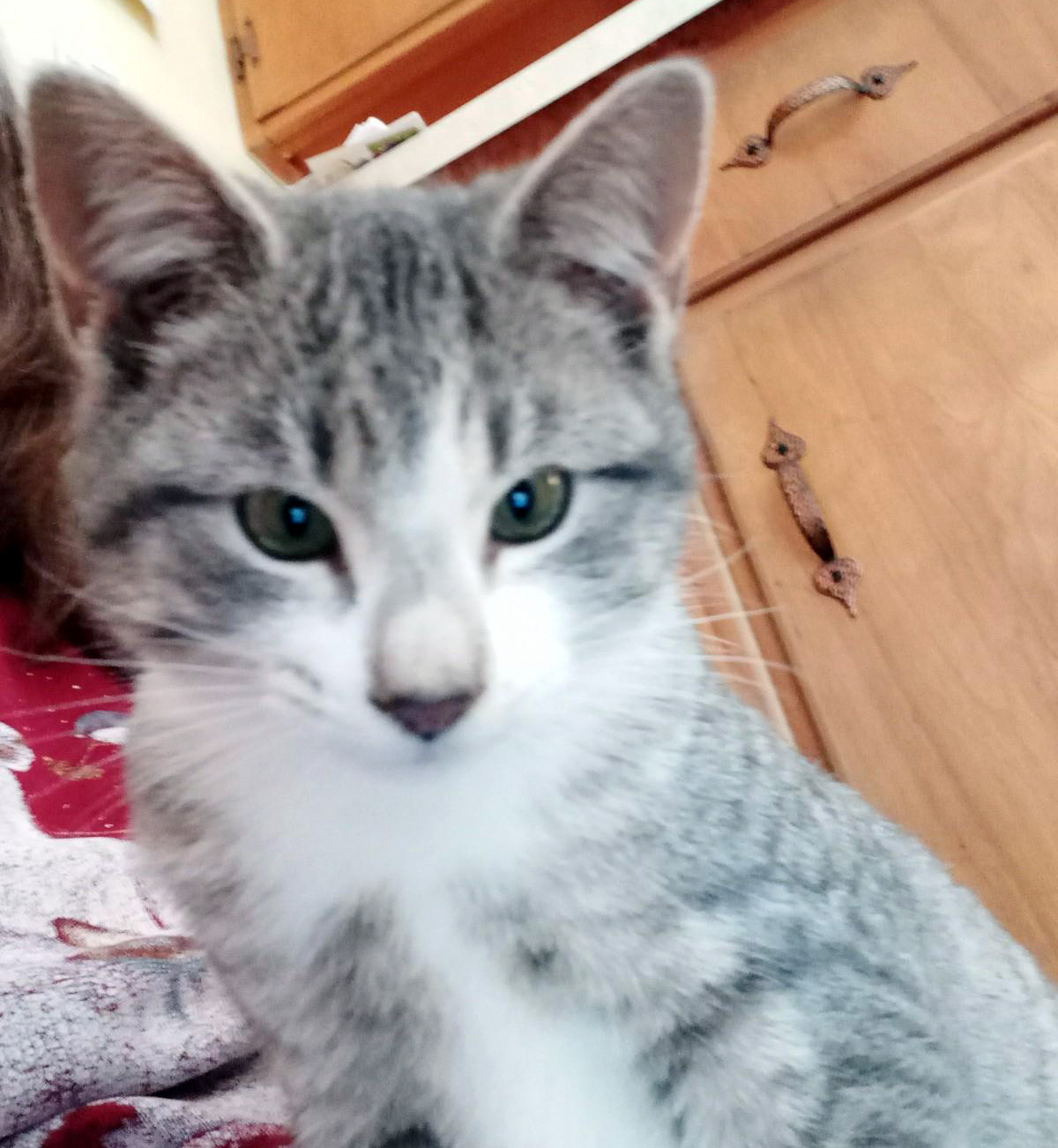 About this Cat: Dallas – A US Cities Cat — ADOPTED – The Feline Connection