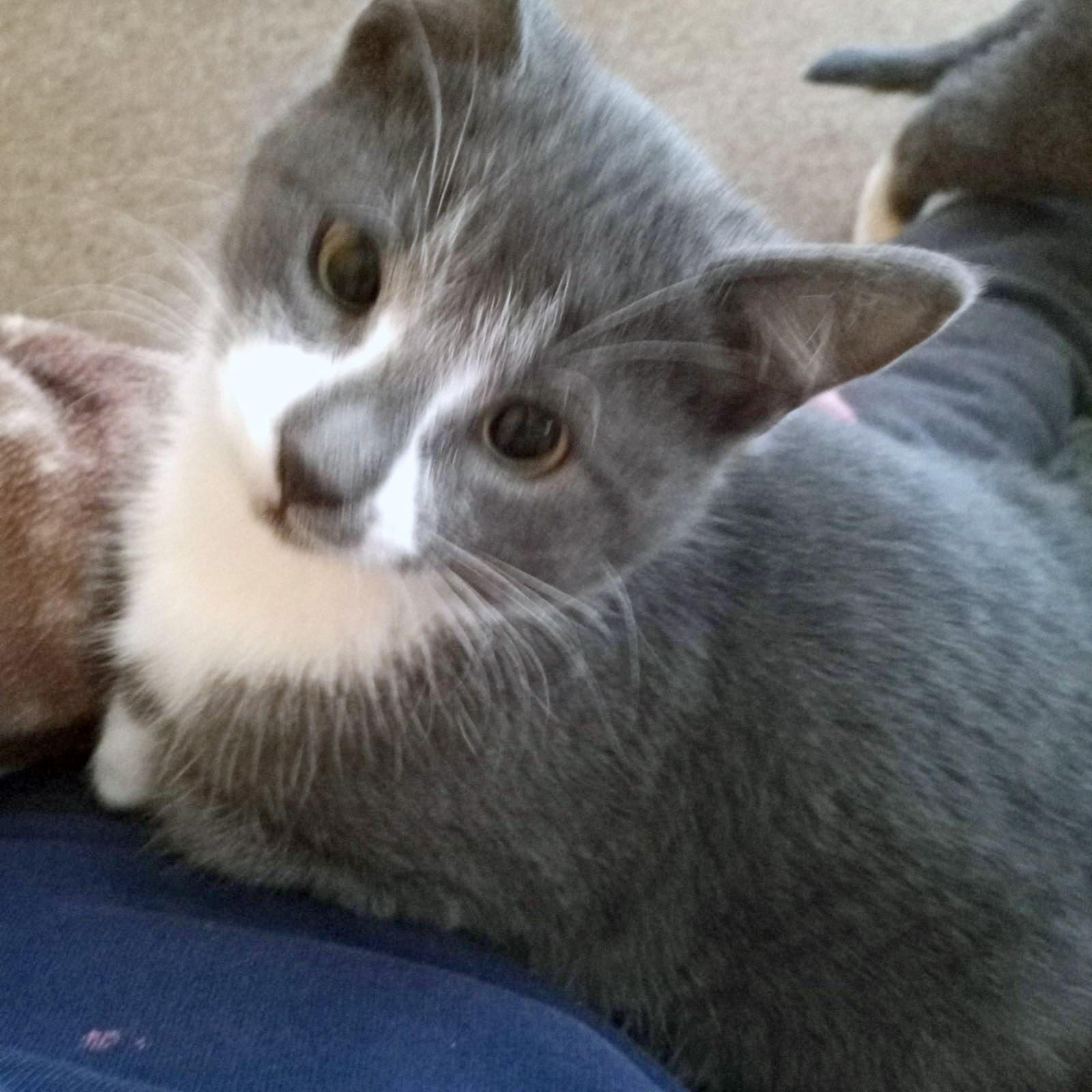 About this Cat: Diego – a US Cities cat — ADOPTED – The Feline Connection