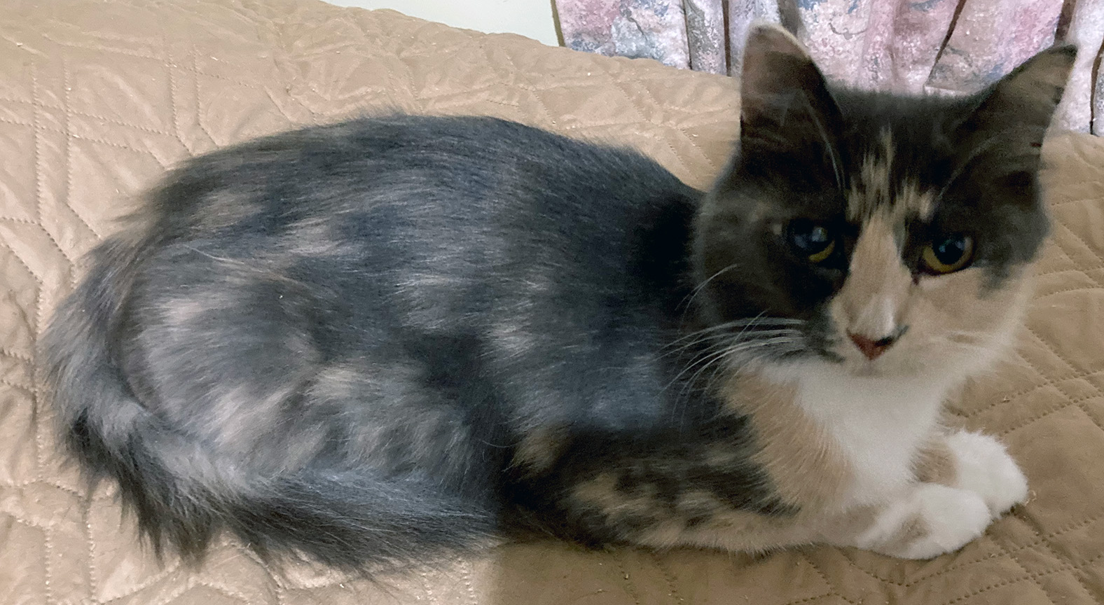 About this Cat: Harriet “Ma” Runner – a Looney Tunes cat – AFOPTED ...