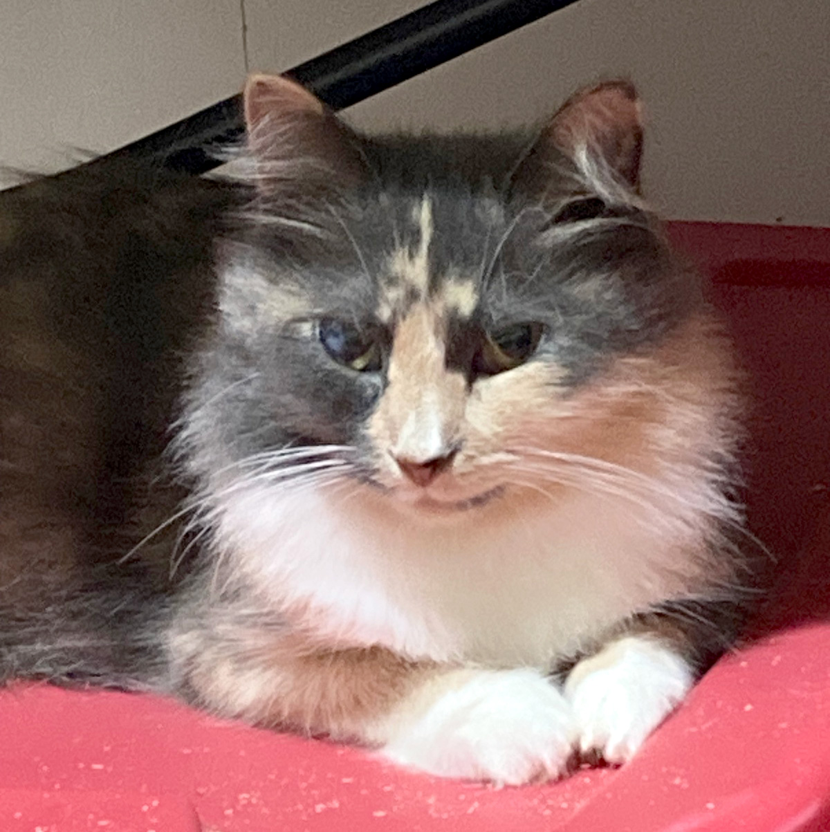 About this Cat: Harriet “Ma” Runner – a Looney Tunes cat – AFOPTED ...