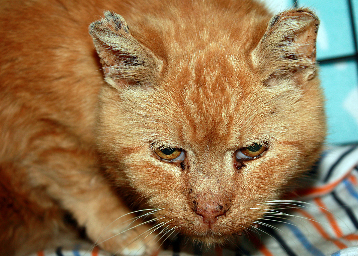 About this Cat: Nash – ADOPTED – The Feline Connection