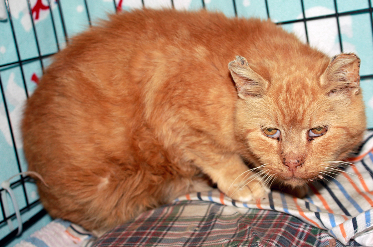 About this Cat: Nash – ADOPTED – The Feline Connection
