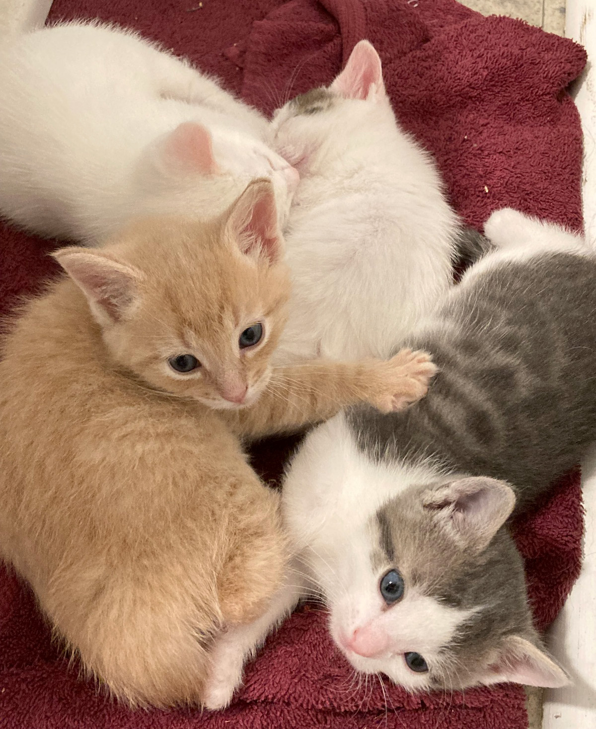 About this Cat: Scrambler – an Amusement Park Rides cat – ADOPTED – The ...