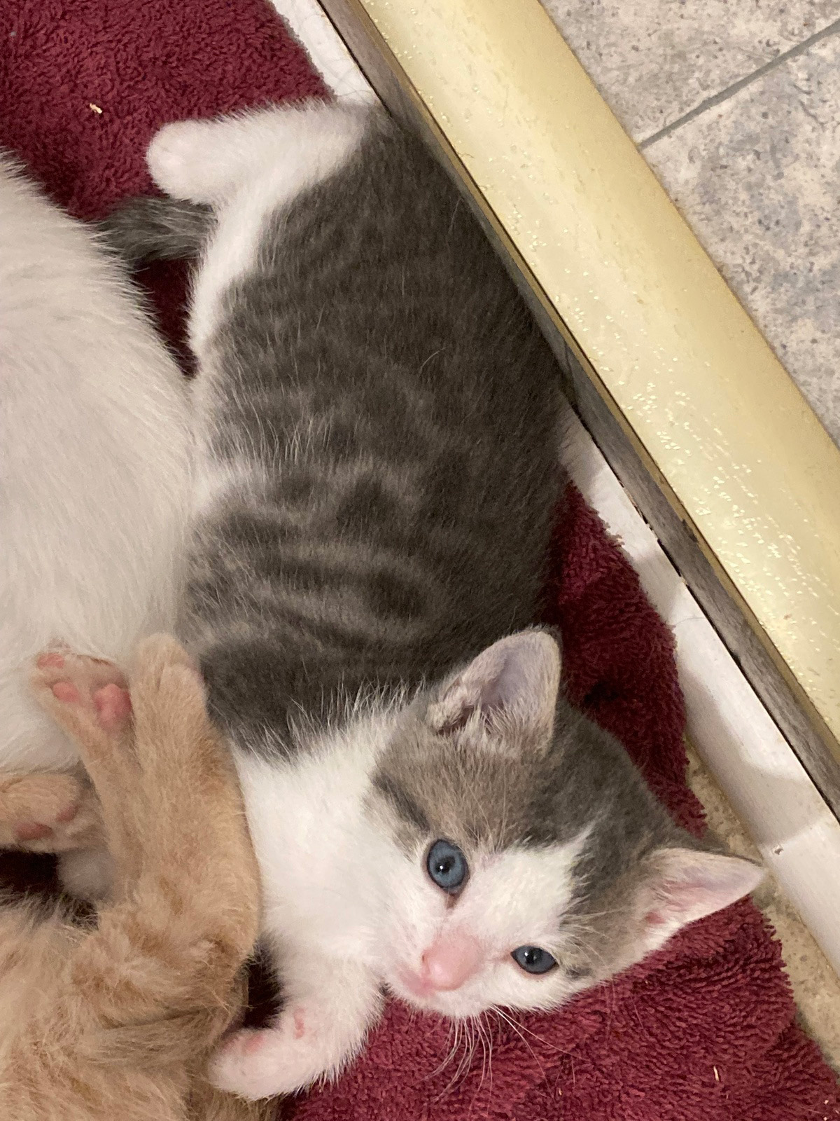 About this Cat: Scrambler – an Amusement Park Rides cat – ADOPTED – The ...