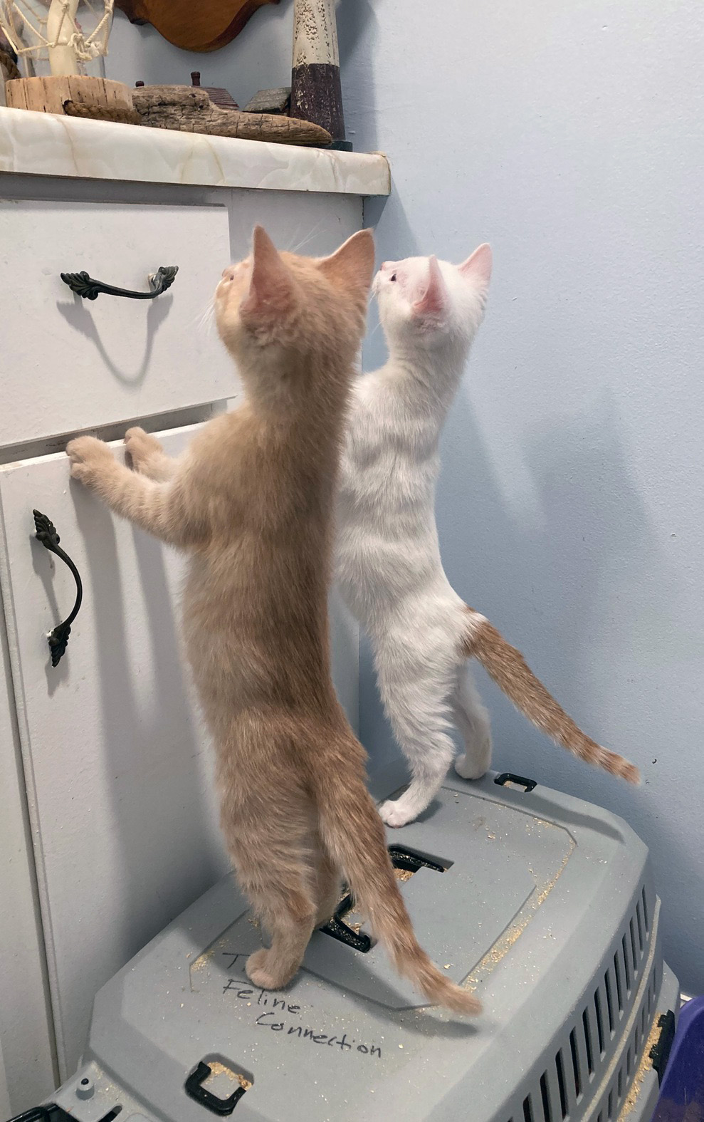 About this Cat: Zipper – an Amusement Park Ride cats – The Feline ...