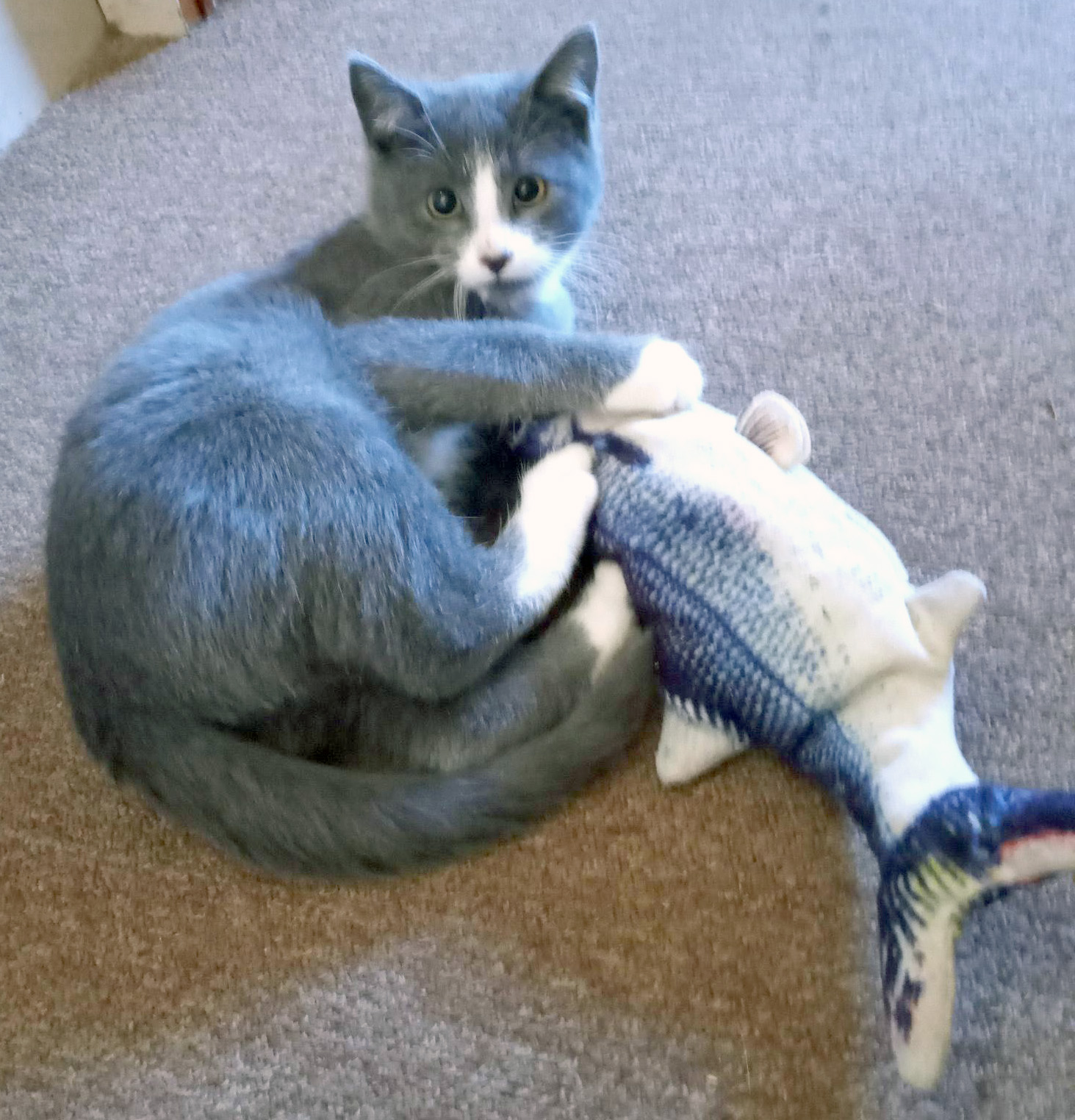 About this Cat: Vegas – a US Cities cat — ADOPTED – The Feline Connection
