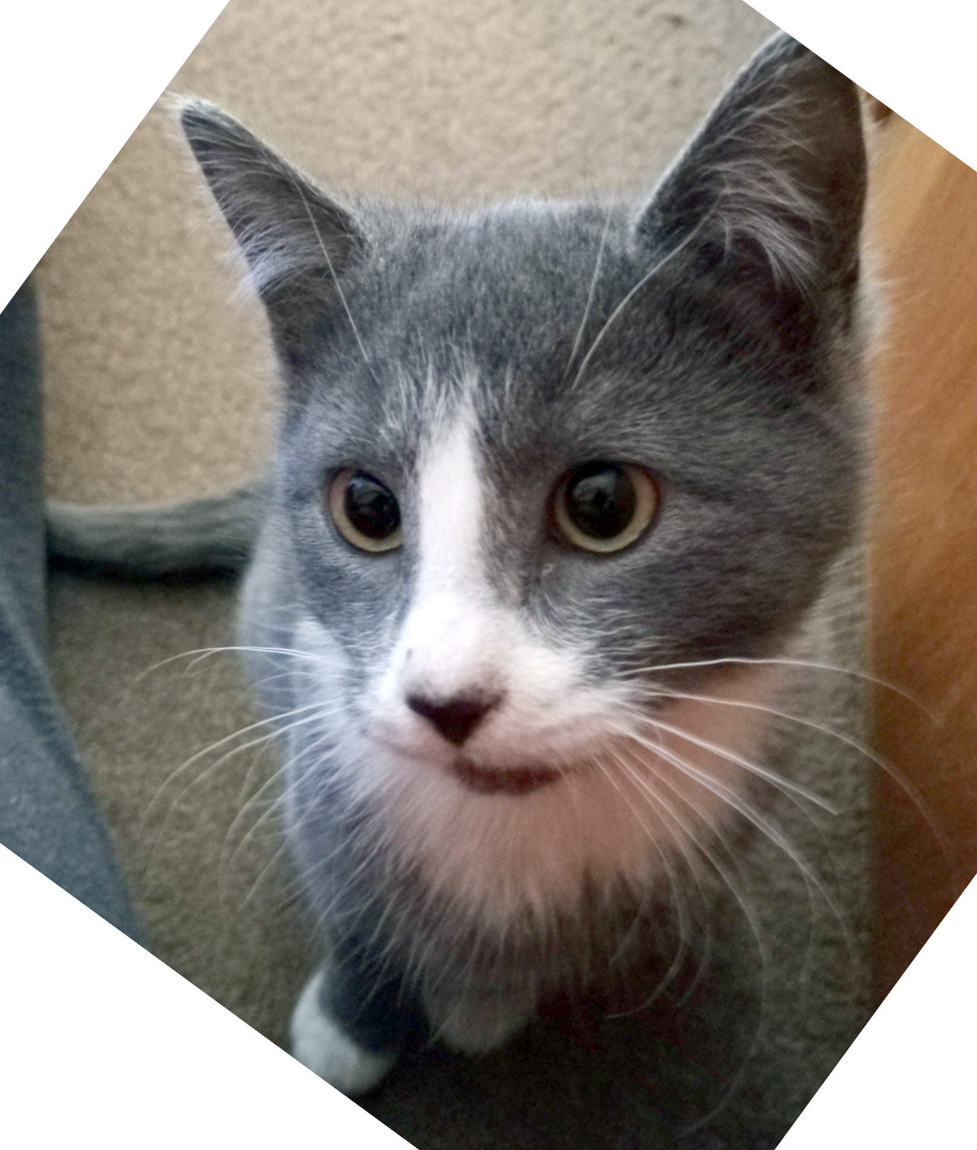 About this Cat: Vegas – a US Cities cat — ADOPTED – The Feline Connection