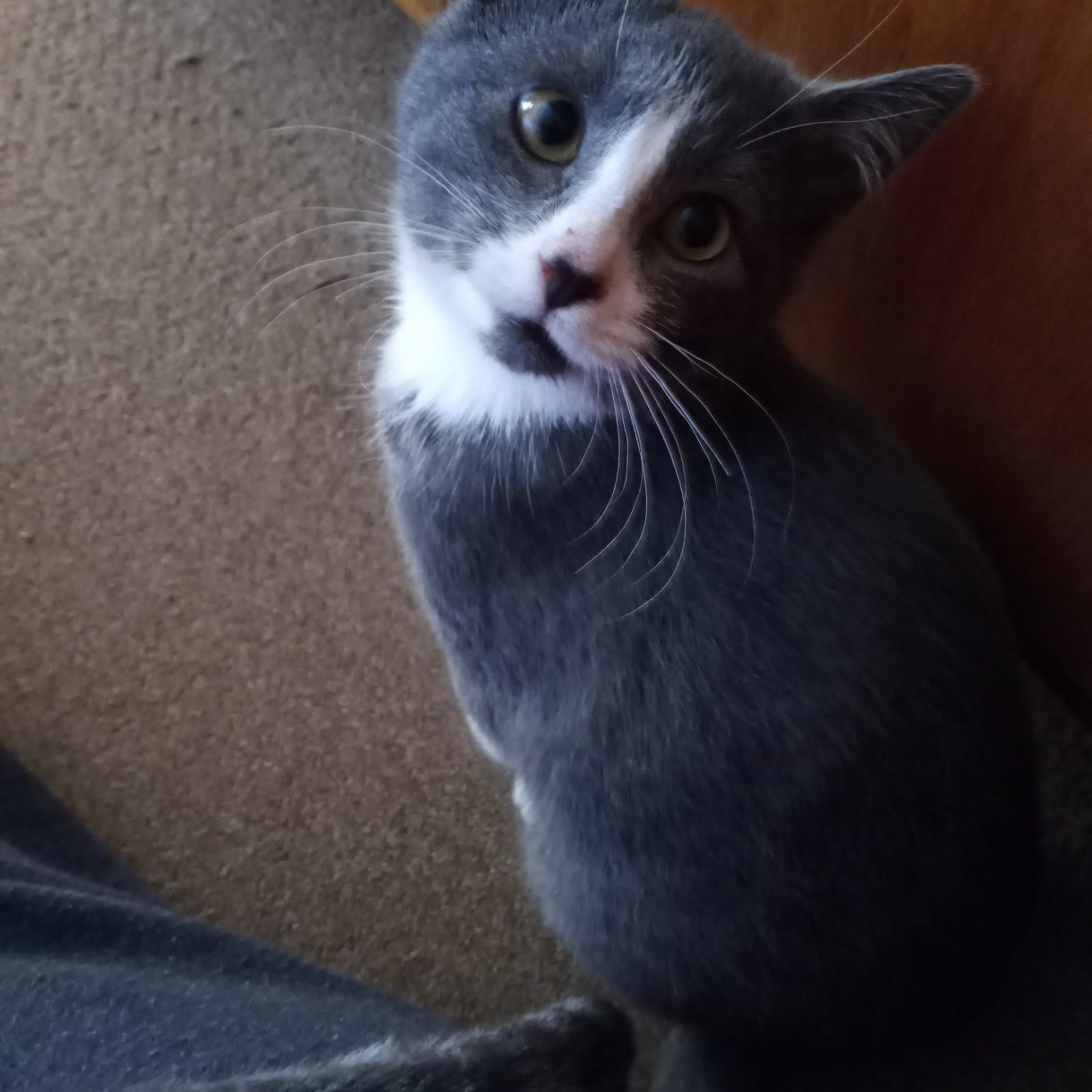 About this Cat: Vegas – a US Cities cat — ADOPTED – The Feline Connection