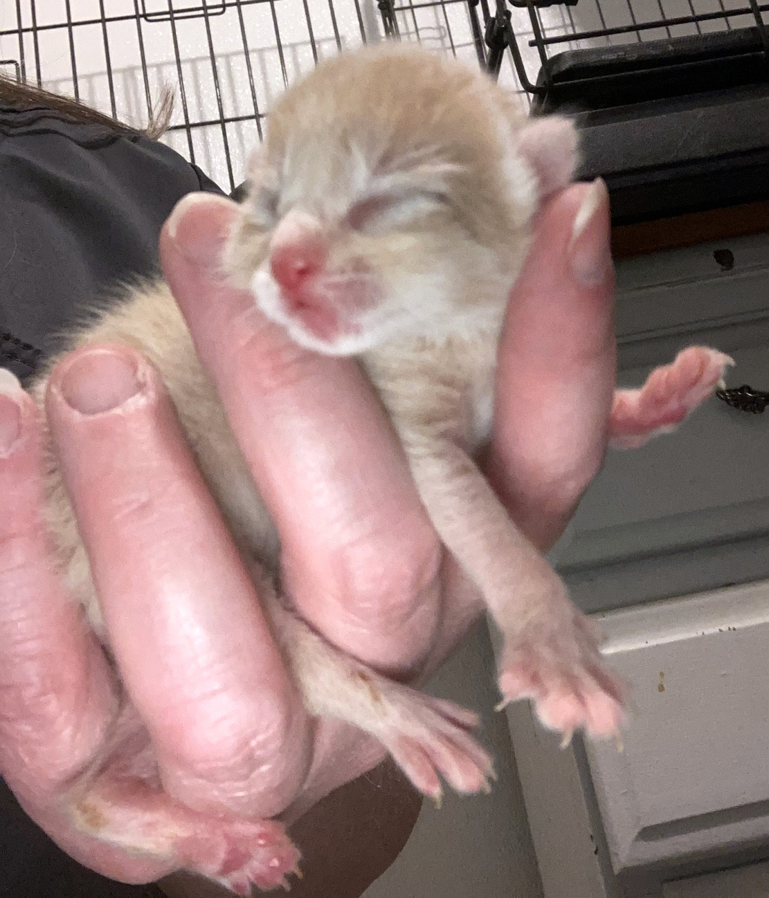 About this Cat: Zipper – an Amusement Park Ride cats – The Feline ...