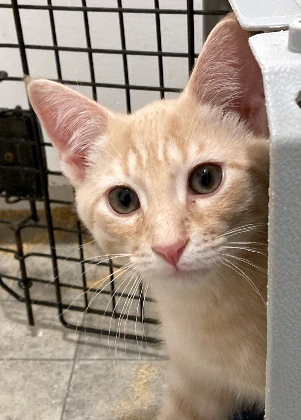 About this Cat: Zipper – an Amusement Park Ride cats – The Feline ...