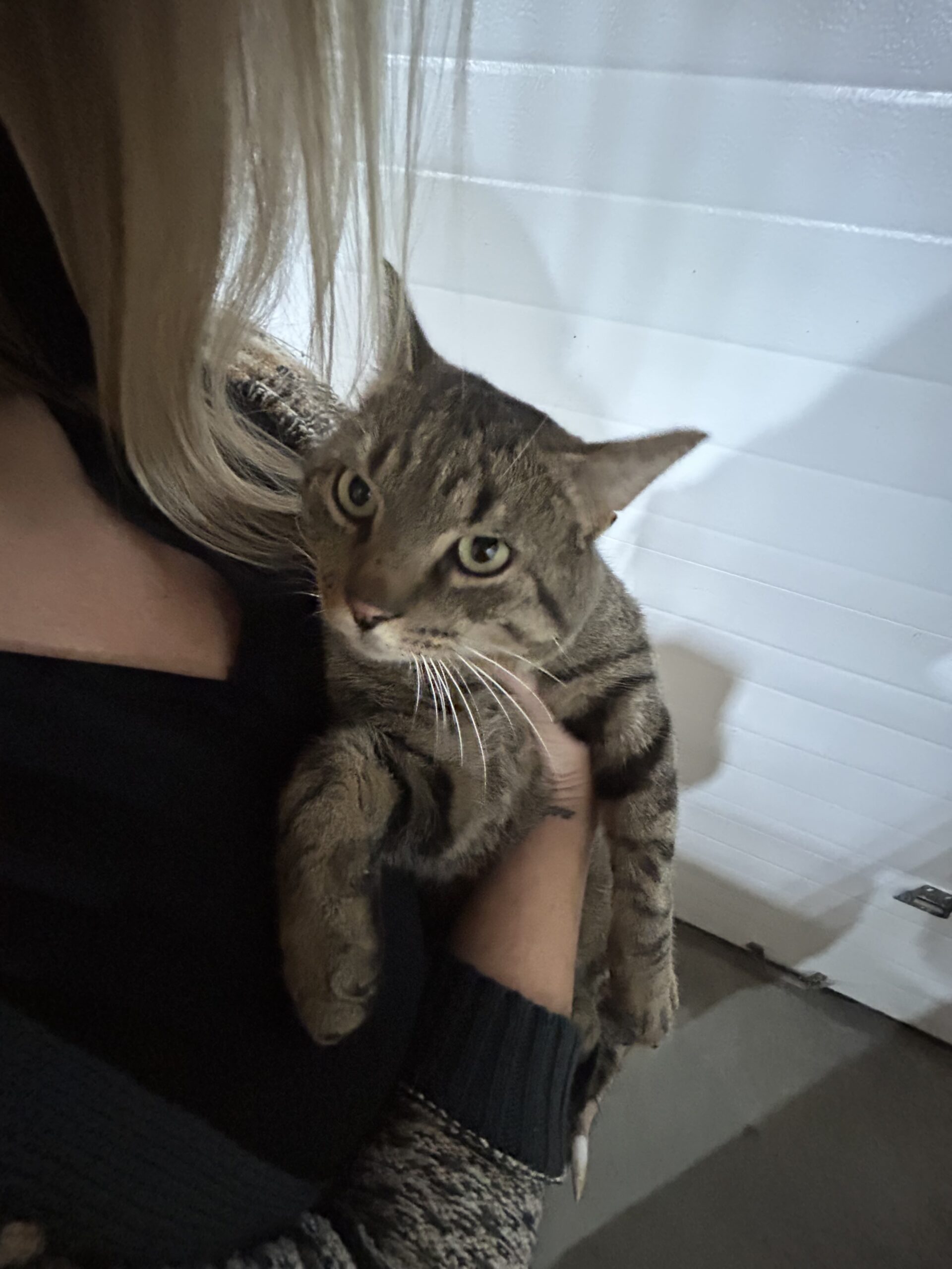 ABOUT THIS CAT: BUDDY – ADOPTED – The Feline Connection