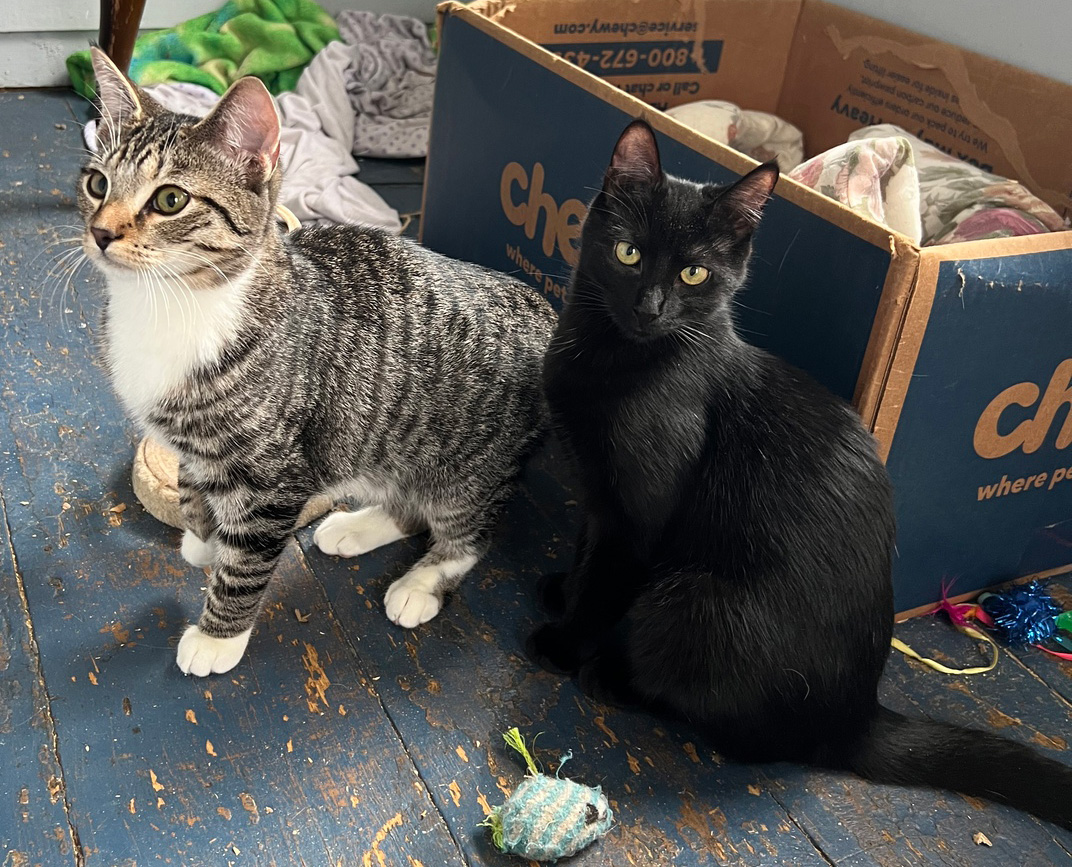 About this Cat: Frizzle – a Mushroom Cat — ADOPTED – The Feline Connection