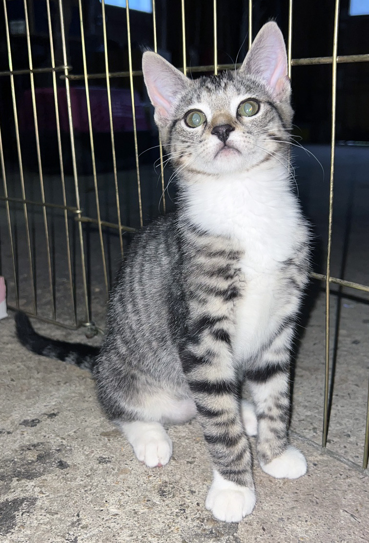 About this Cat: Frizzle – a Mushroom Cat — ADOPTED – The Feline Connection