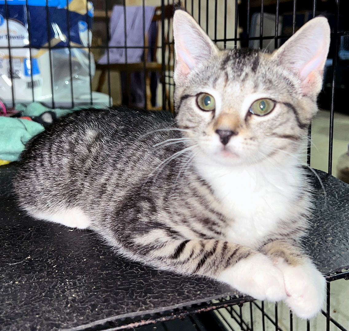 About this Cat: Frizzle – a Mushroom Cat — ADOPTED – The Feline Connection