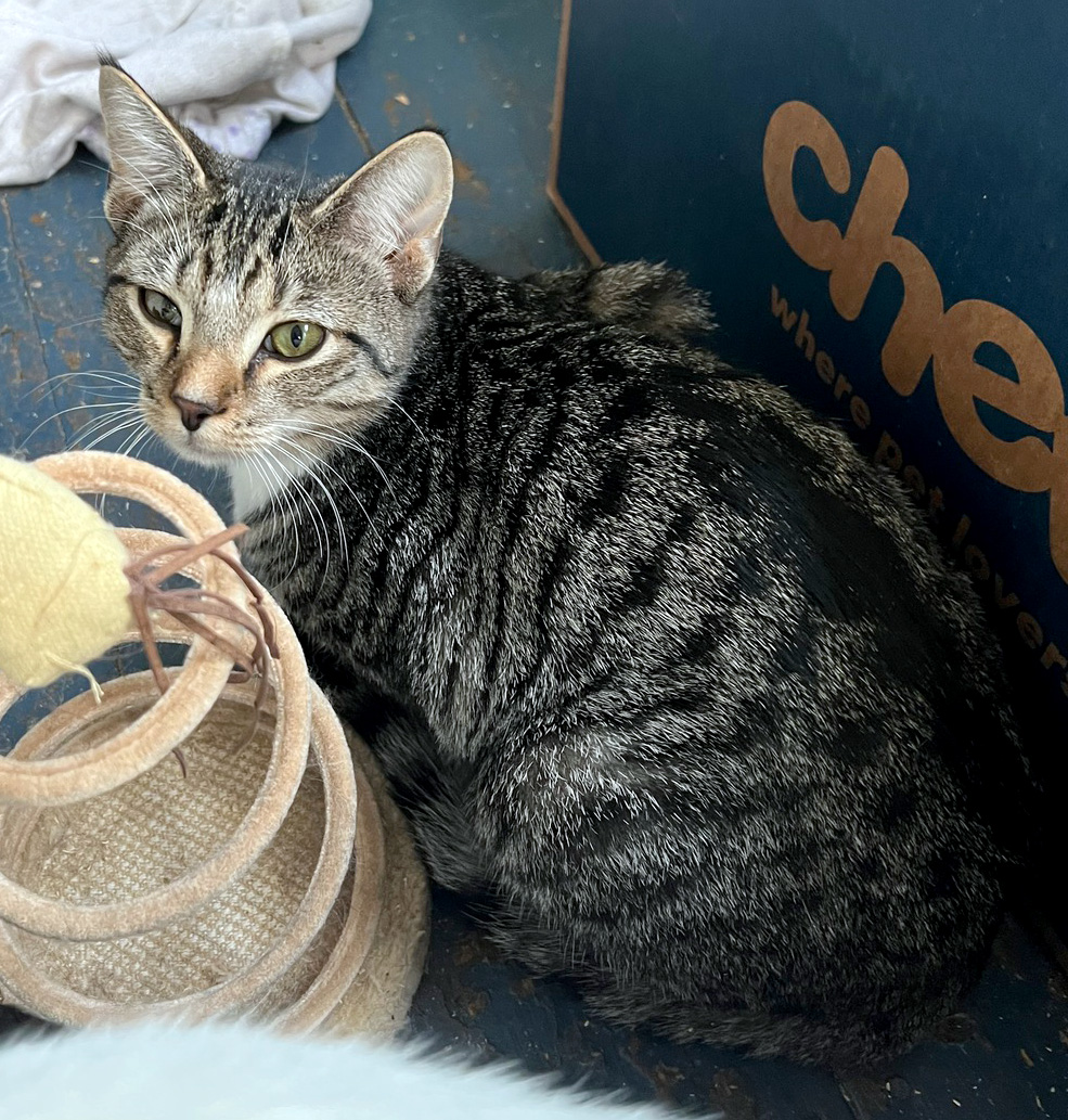 About this Cat: Frizzle – a Mushroom Cat — ADOPTED – The Feline Connection